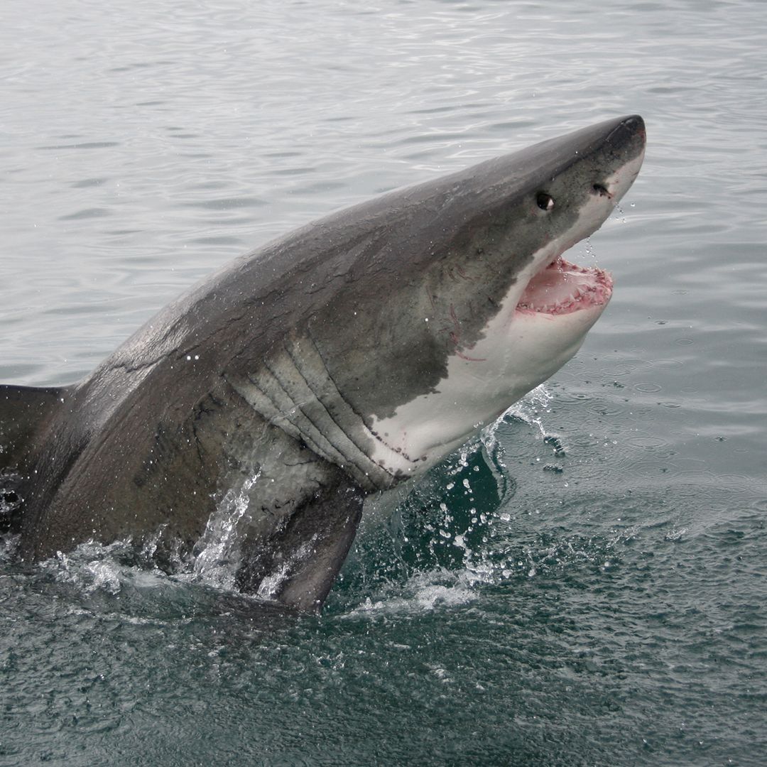 Tiger Sharks Eating Whale