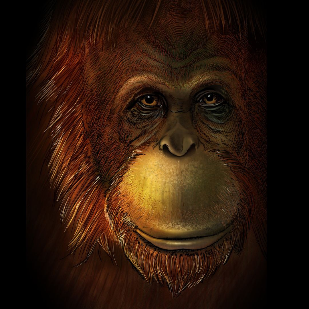 Gigantopithecus Bigfoot Bigfoot: Top Theories Of The Hairy Ape Man