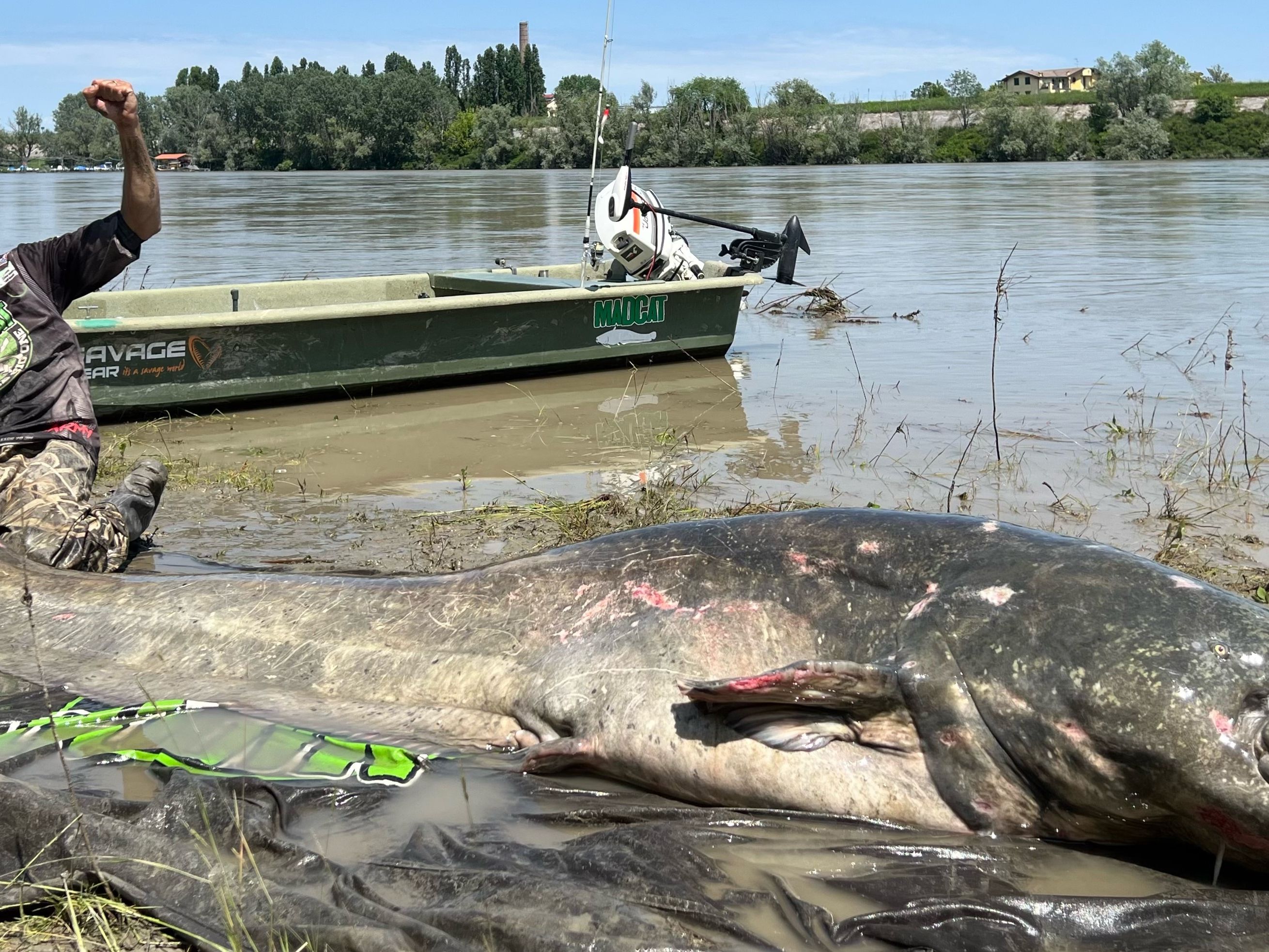 Worlds Largest Flathead Catfish