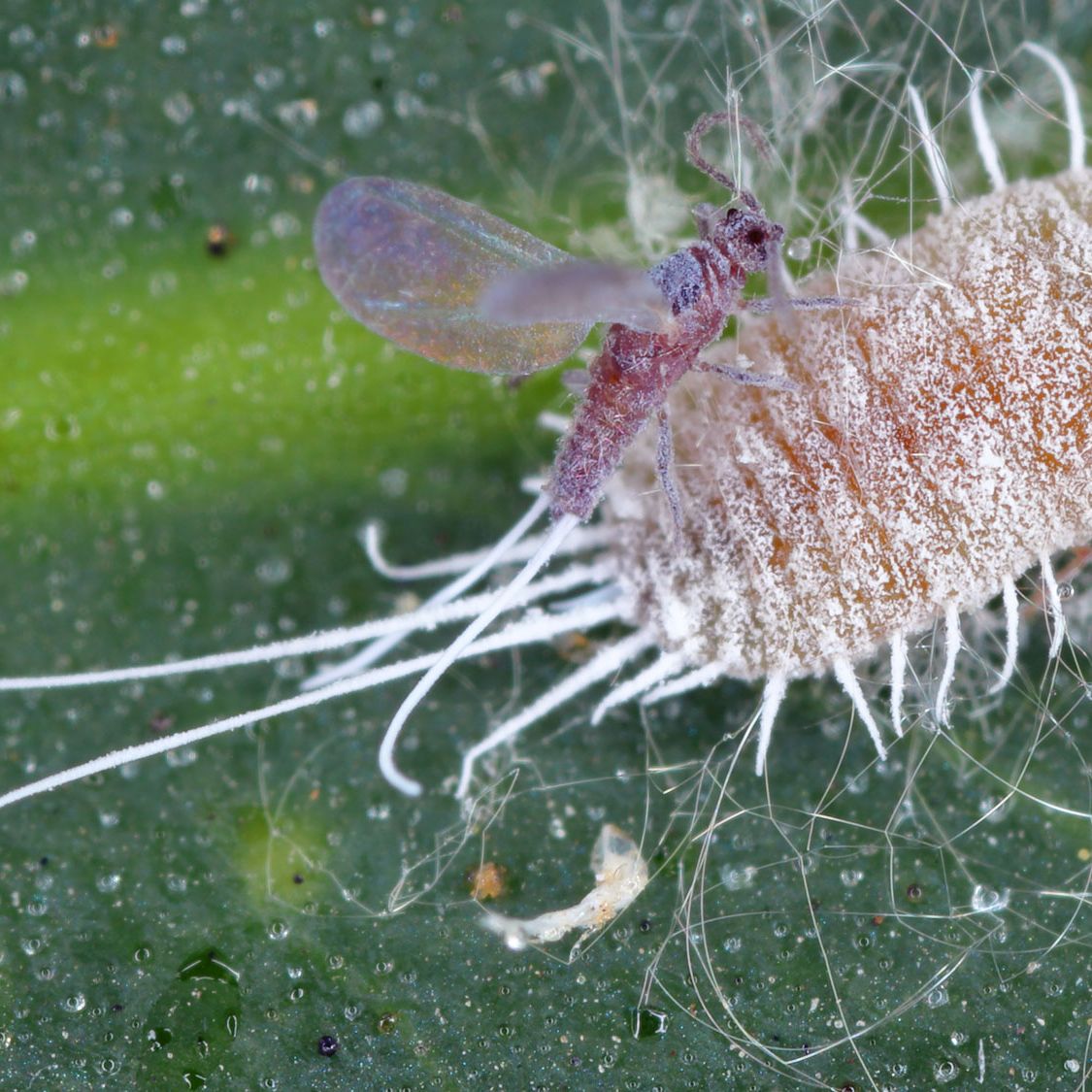 Ferrisia Virgata Life Cycle