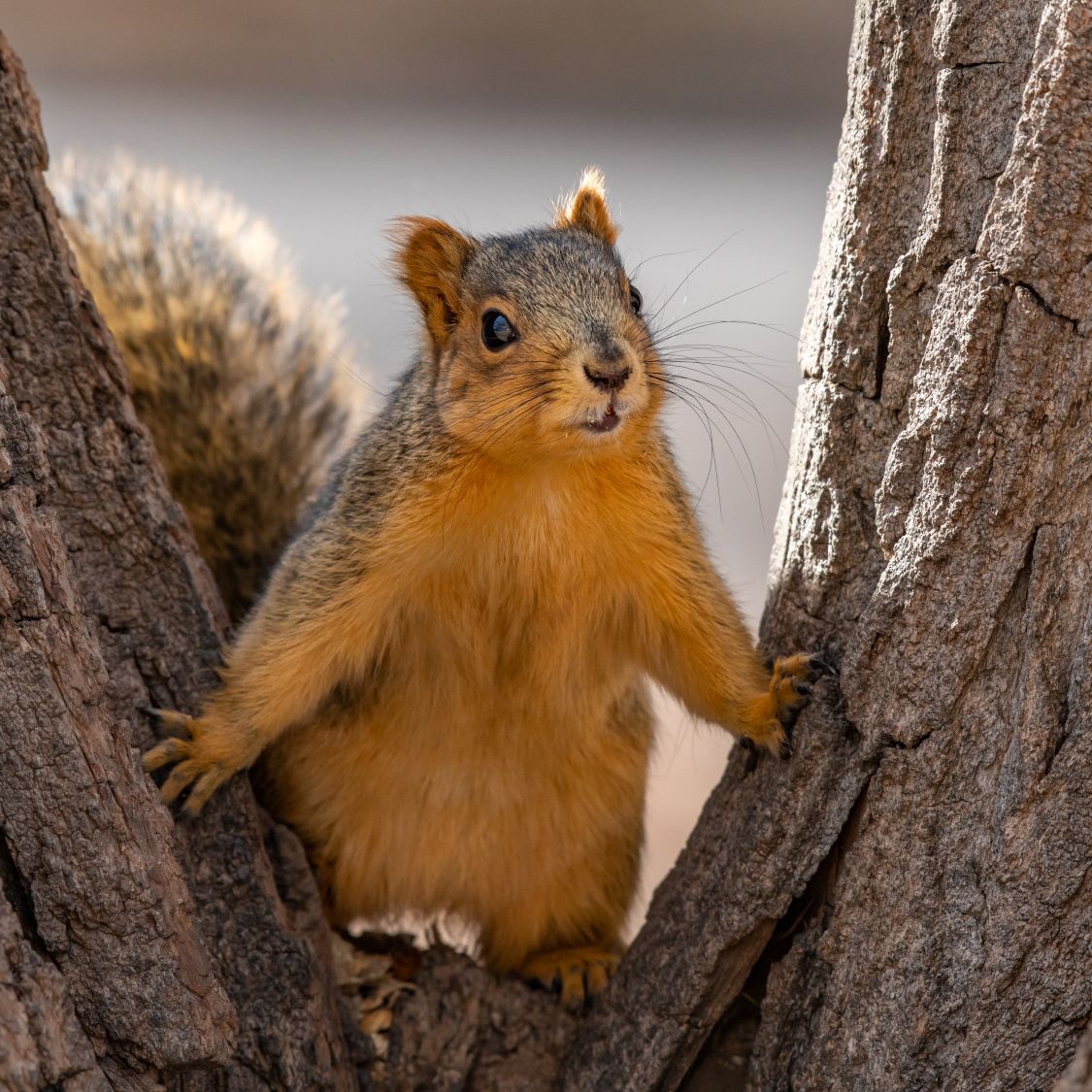 Scary Squirrel