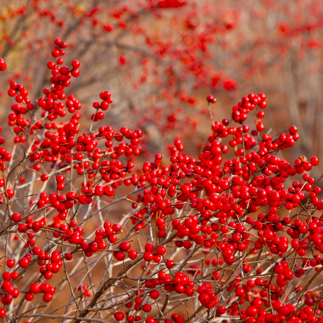 Red Spiky Berry Tree