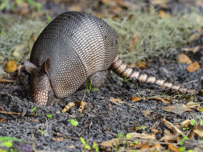 Nine Banded Armadillo Leprosy