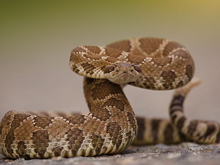 Diamondback Rattlesnake Coloring Page