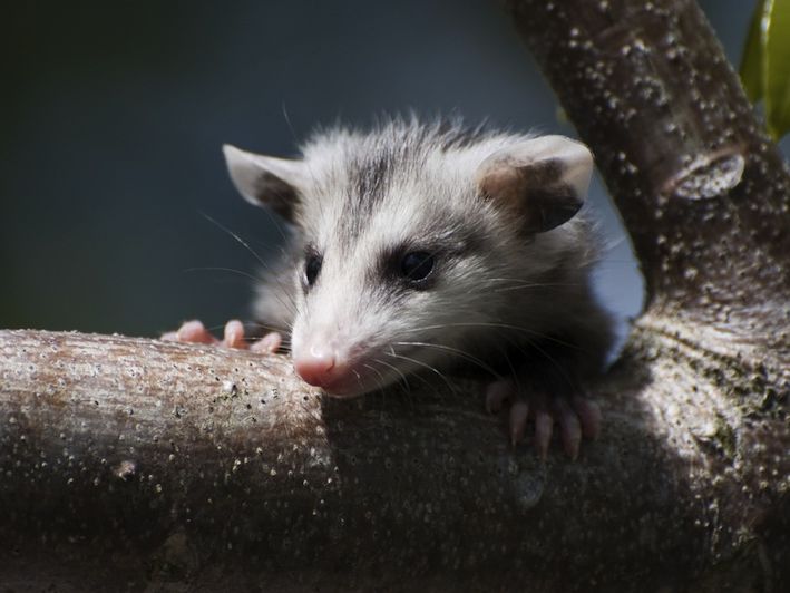 Opossum Gestation