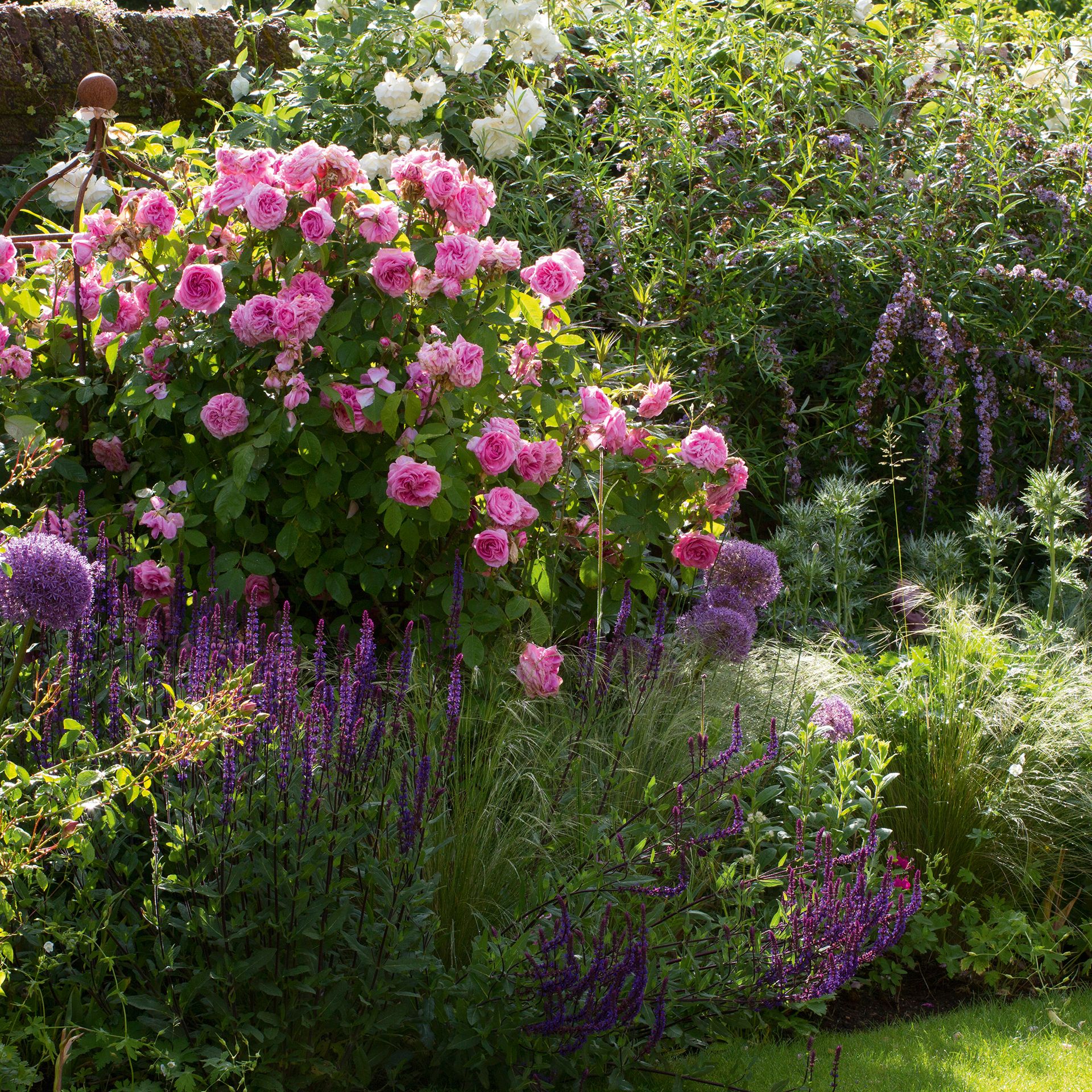 Planting A Rose Garden Designs
