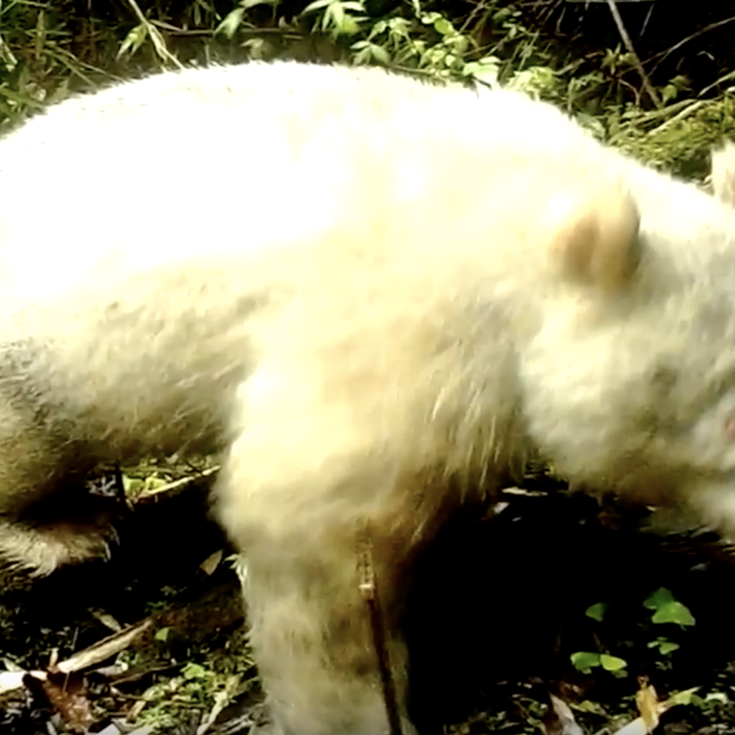 Albino Panda Bear