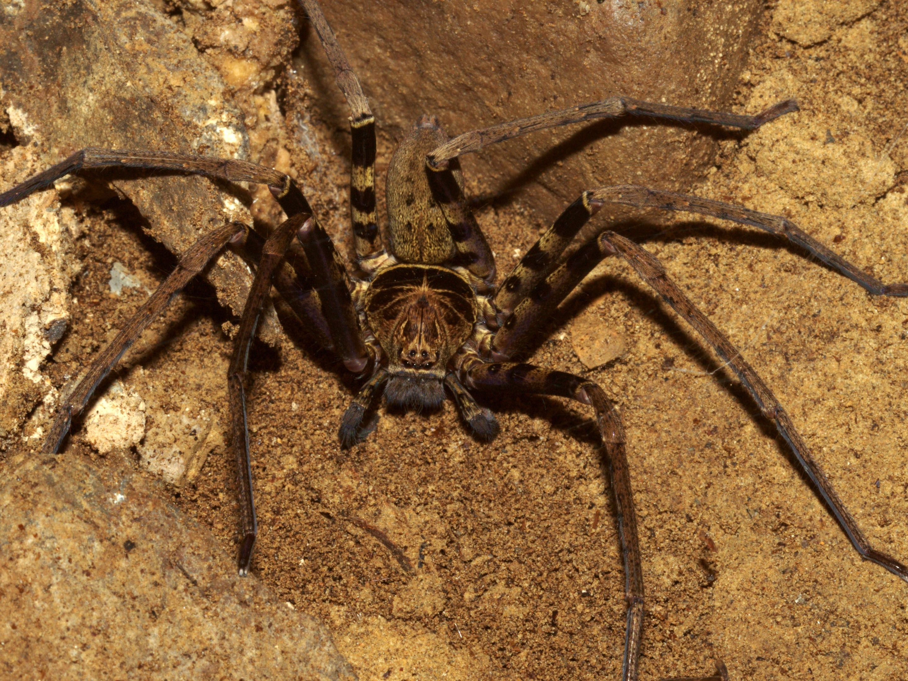 Australisches Huntsman Spider Auto
