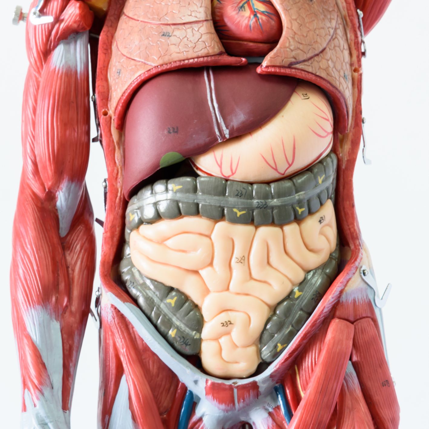 Pictures Human Body Organs