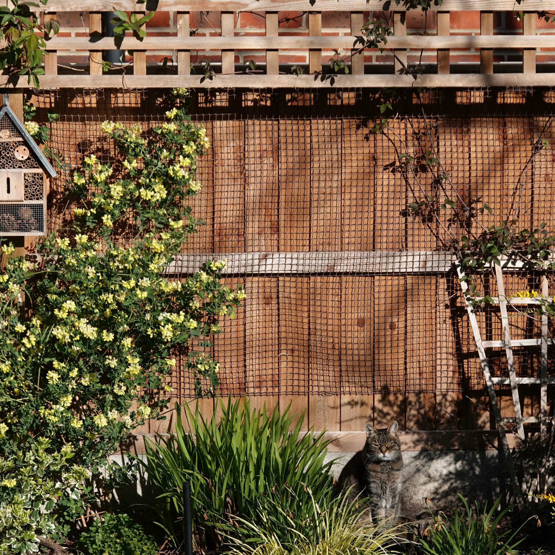 Block Wall Fence Lattice Topper