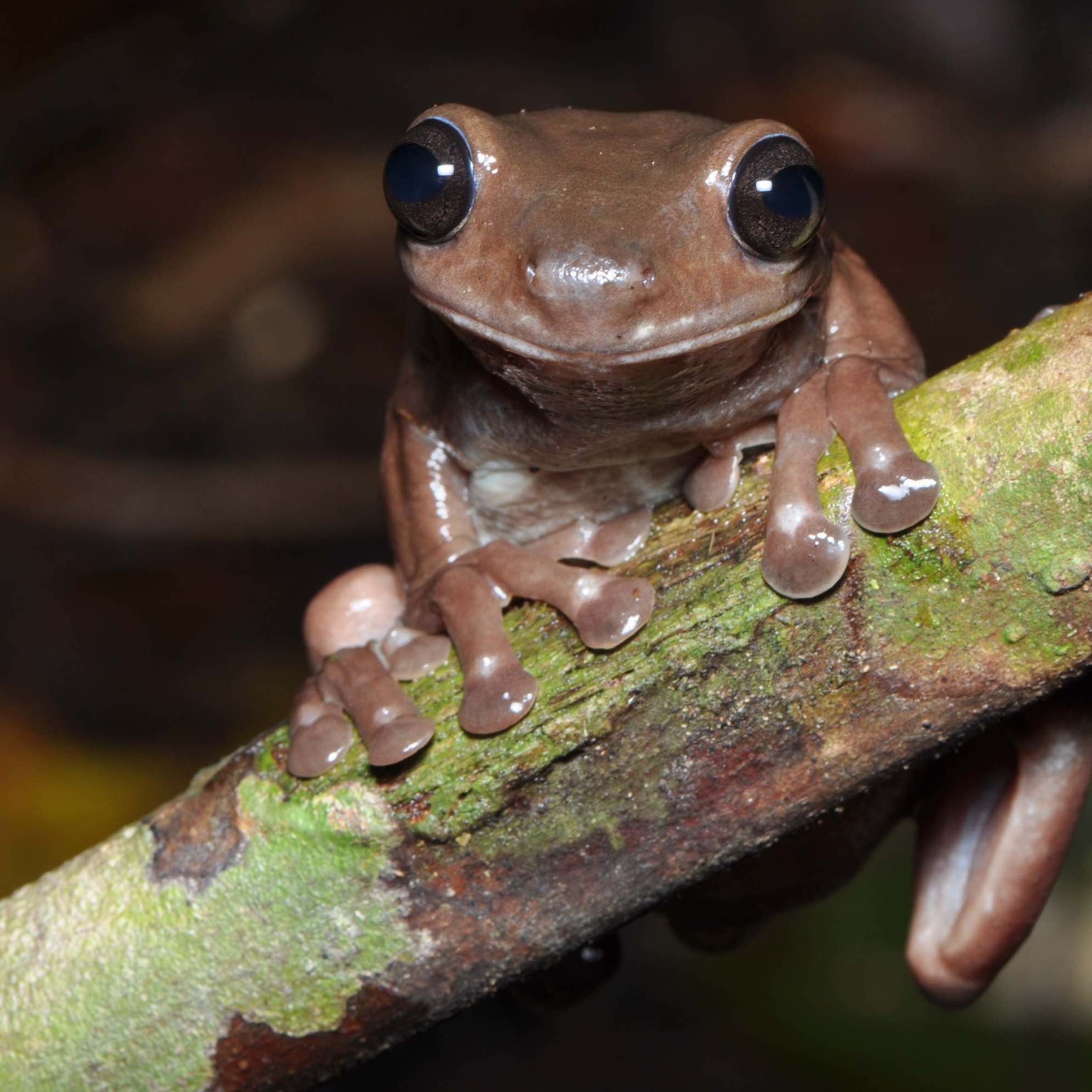 Cutest Frog