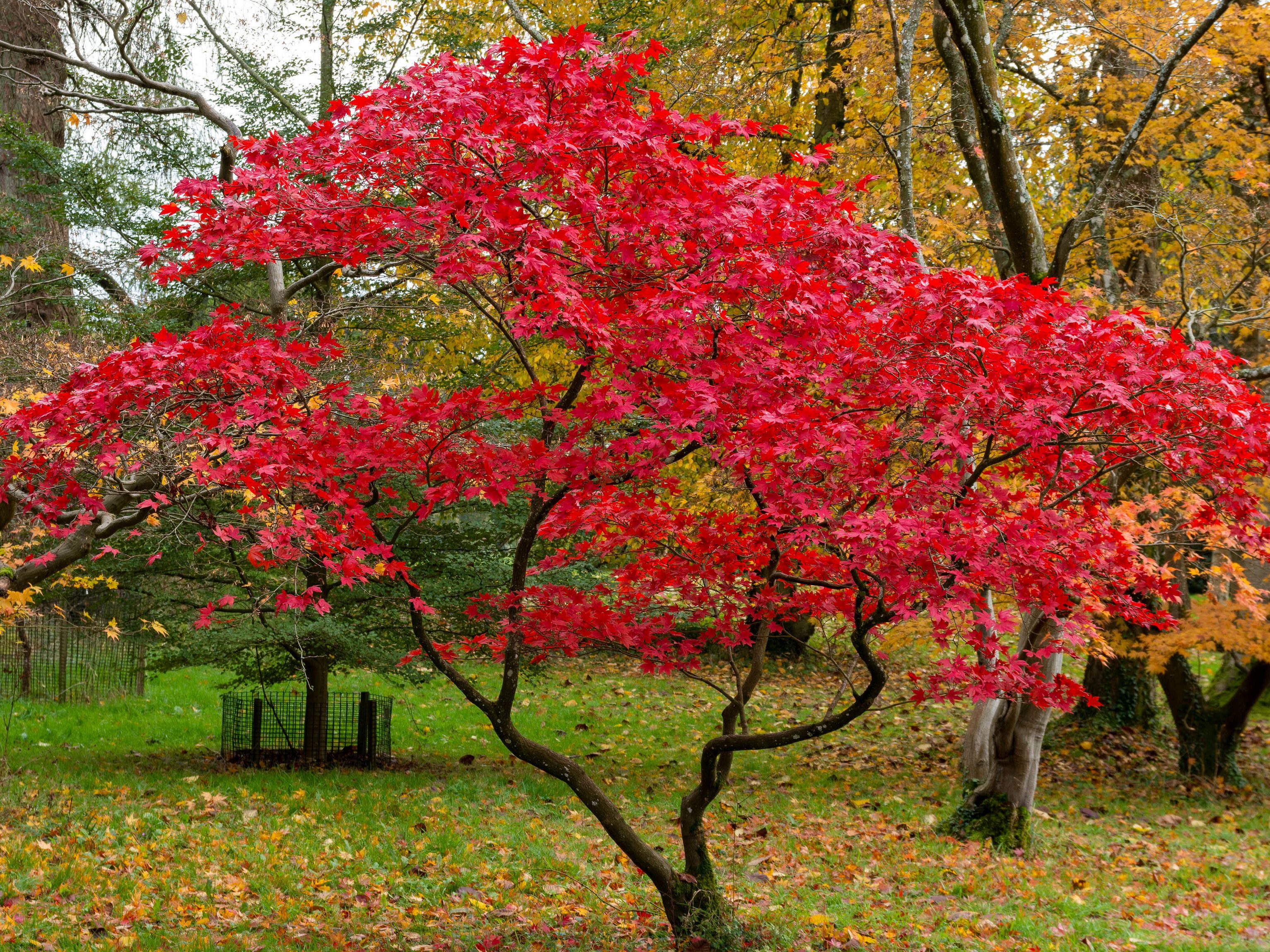 Good Trees For Small Backyards