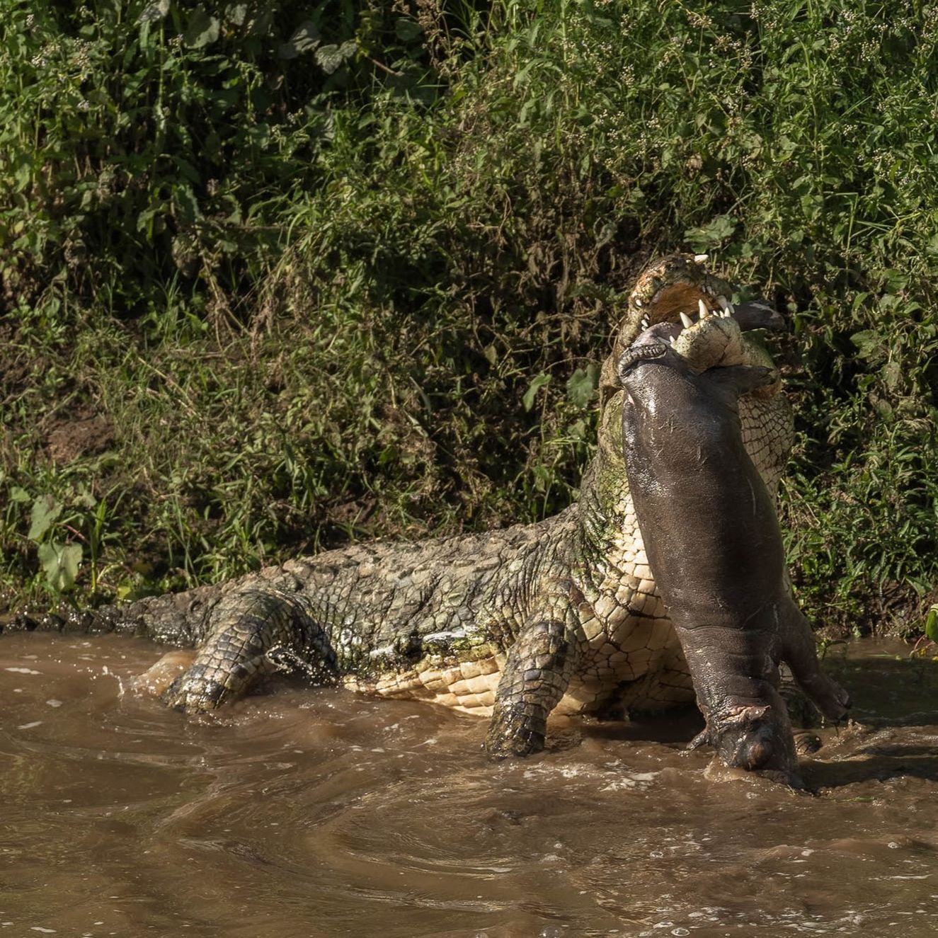 Crocodiles Eating Prey