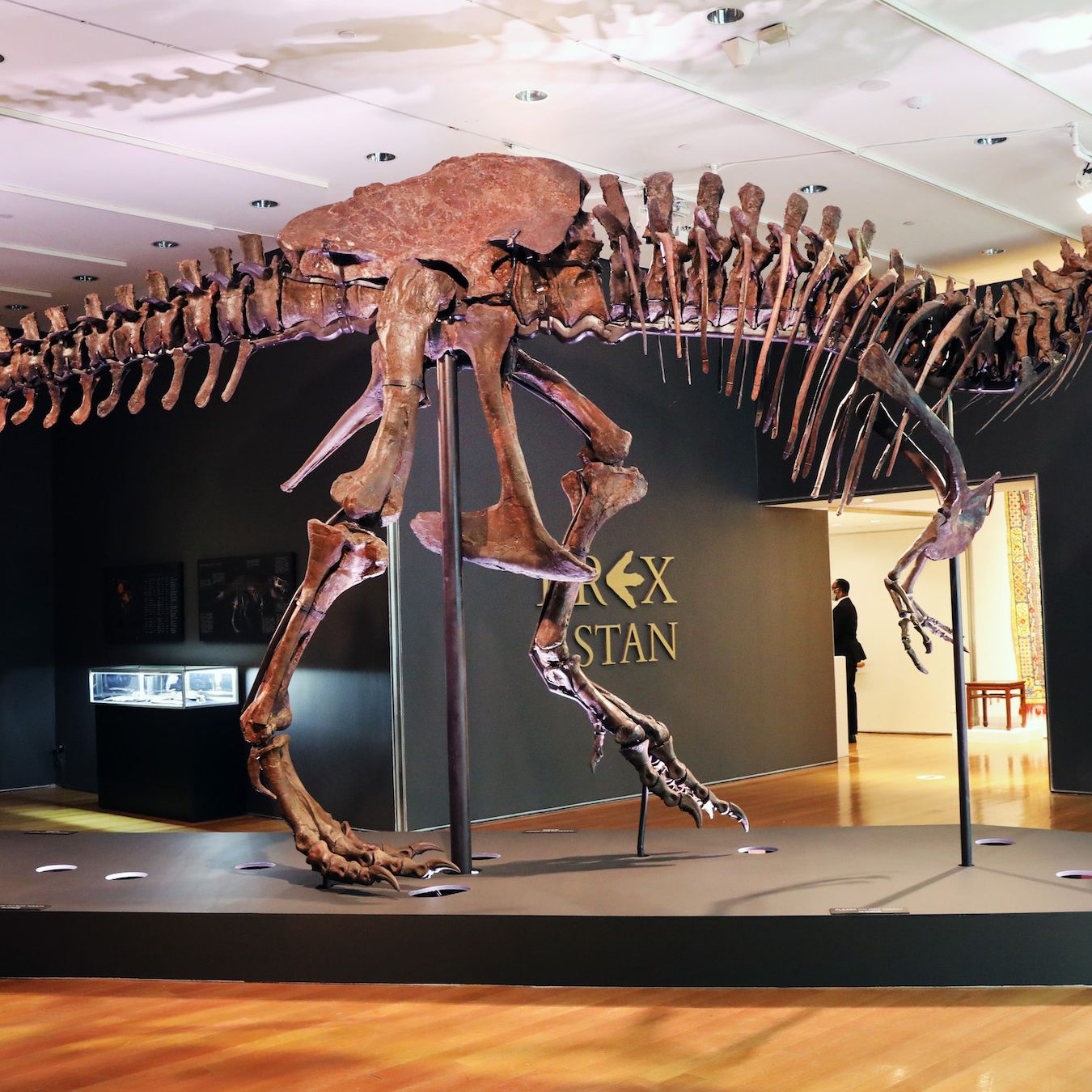 Largest Fossil Ever