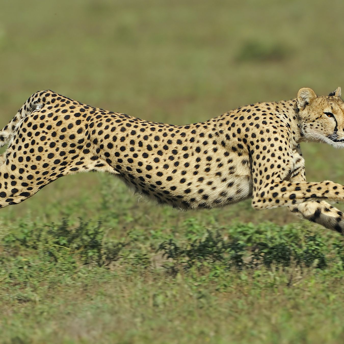Fastest Land Animal In The World 10 Fastest Animals On Earth