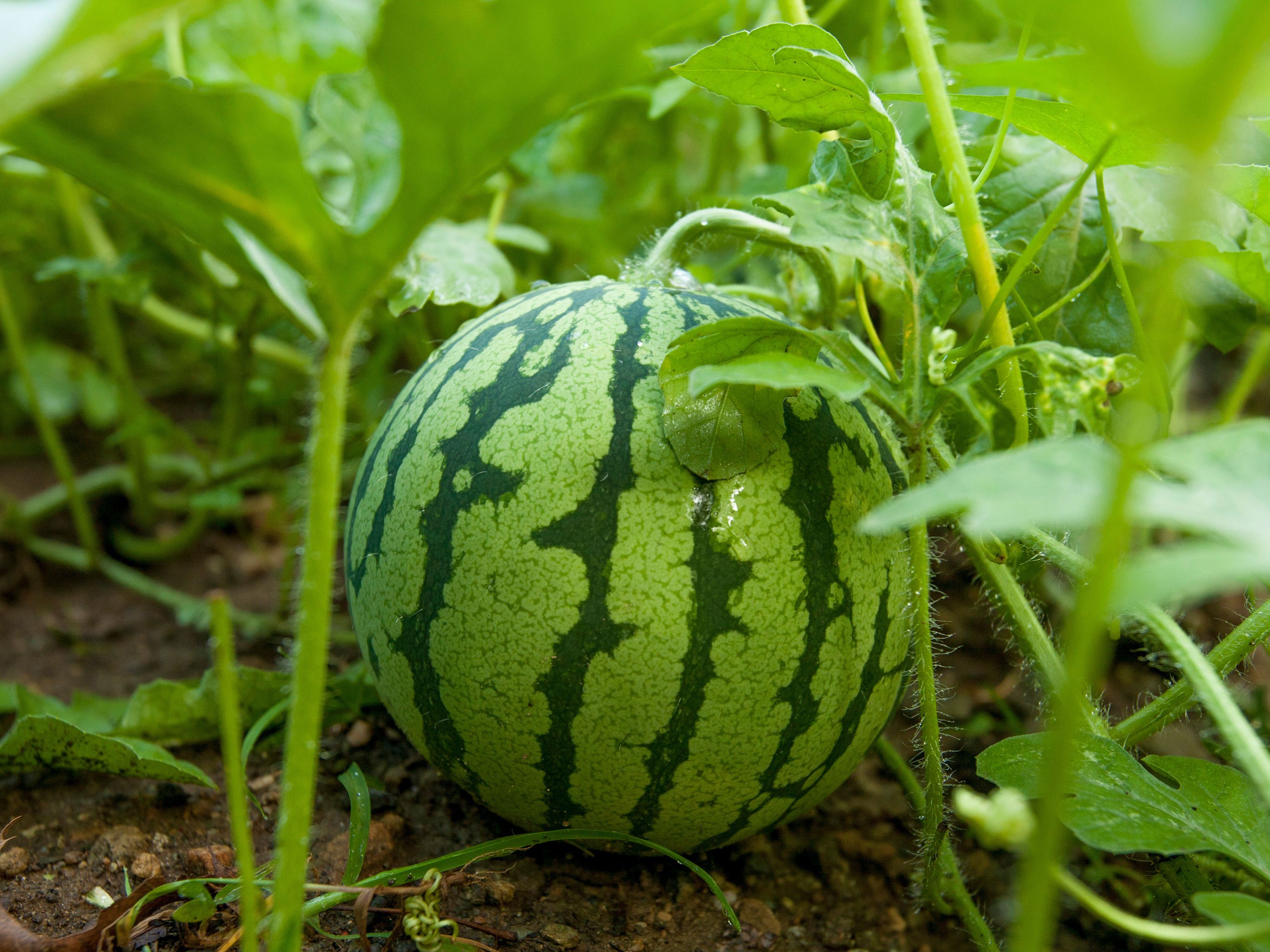 Watermelon Fruit Tree How To Grow Watermelons: Best Ways To Plant,
