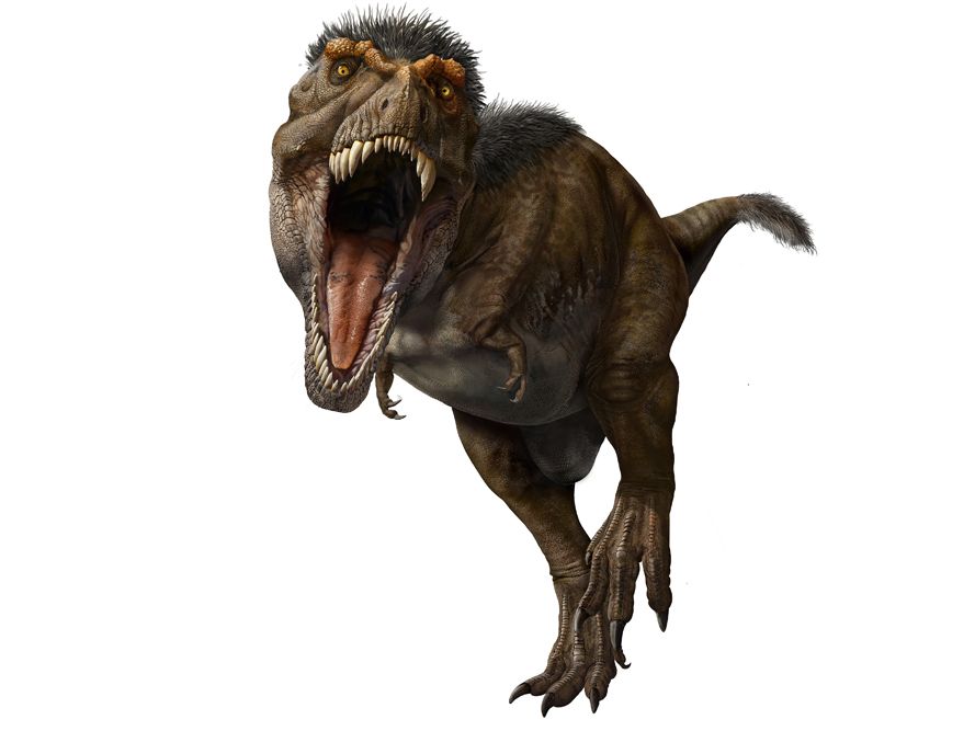 What Did T Rex Look Like T Rex May Have Had Tufty Hair And Orange