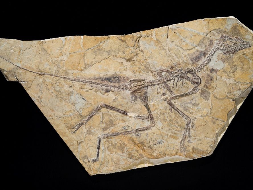 True Form Fossils Facts For Kids
