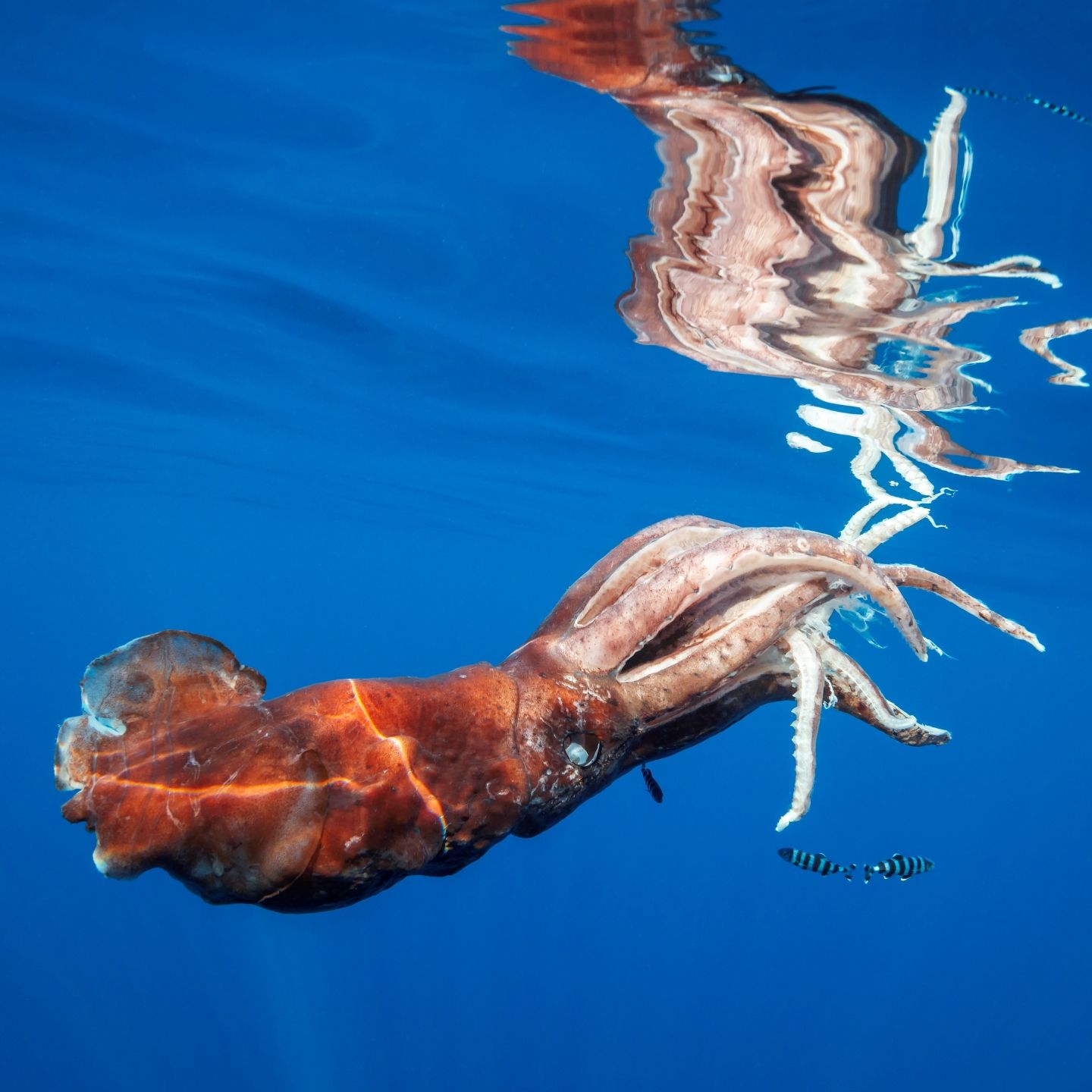Colossal Squid Tentacles