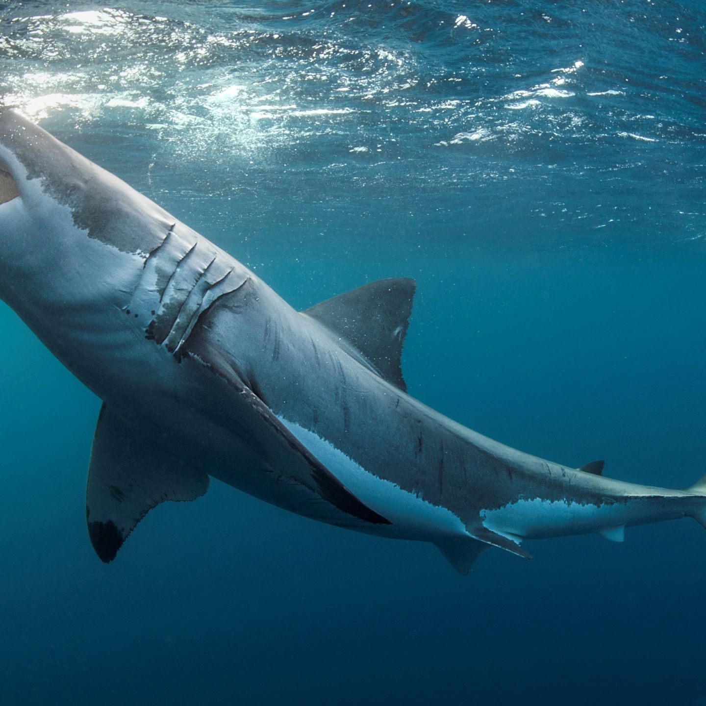 Great White Vs Great White Shark - Infoupdate.org