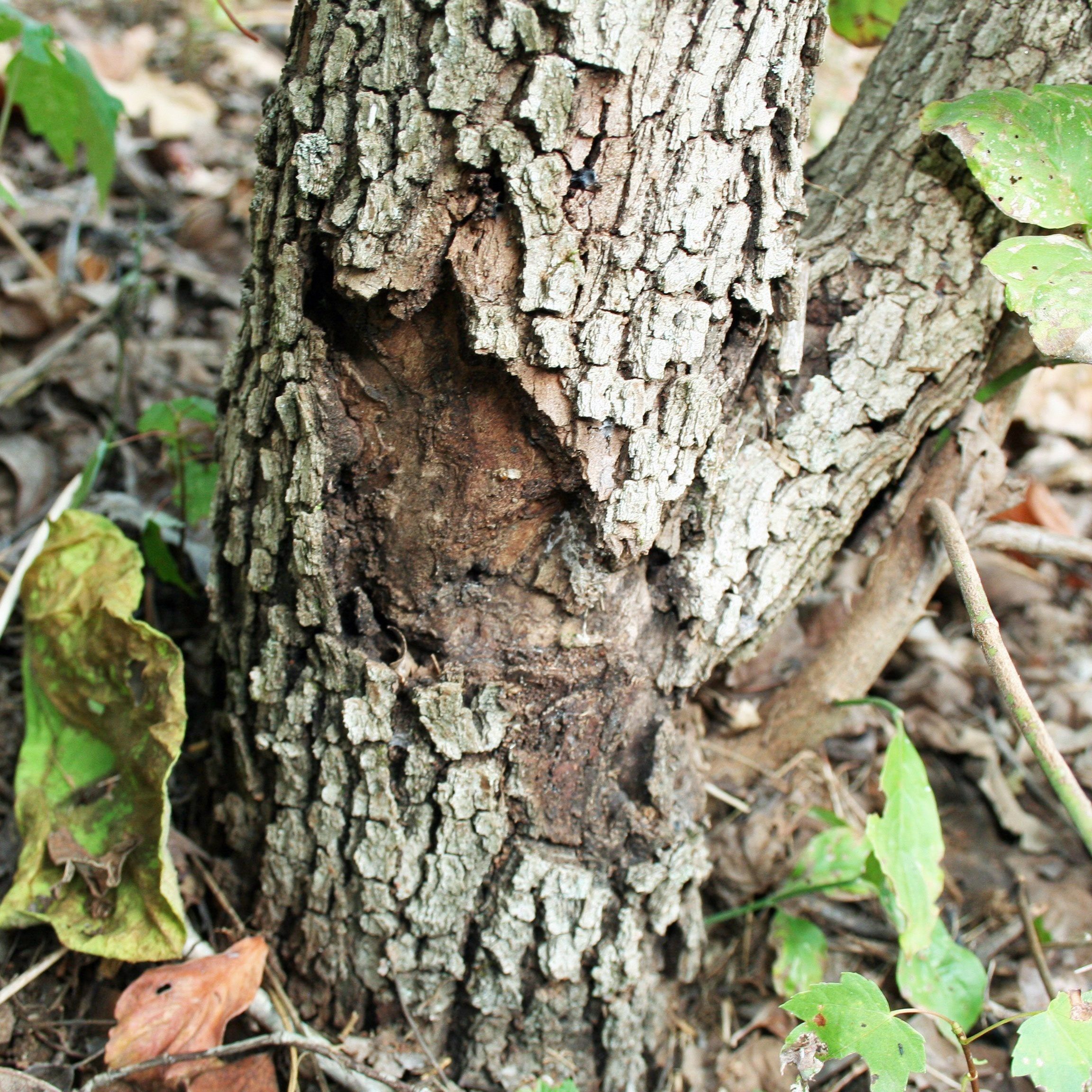 Dogwood Bark Tree