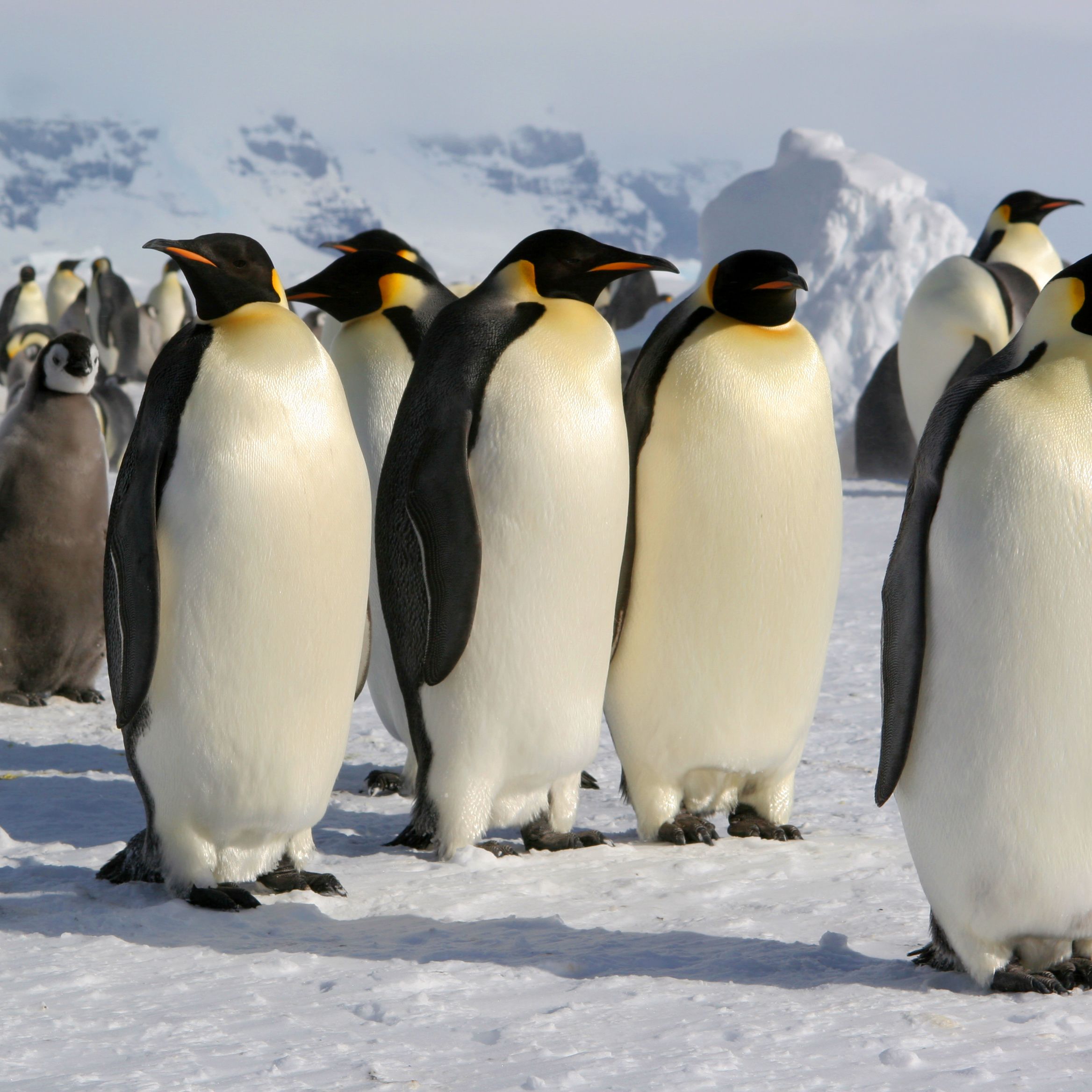 Líníocht Penguin Gleoite 14 Of The Best Children's Books For