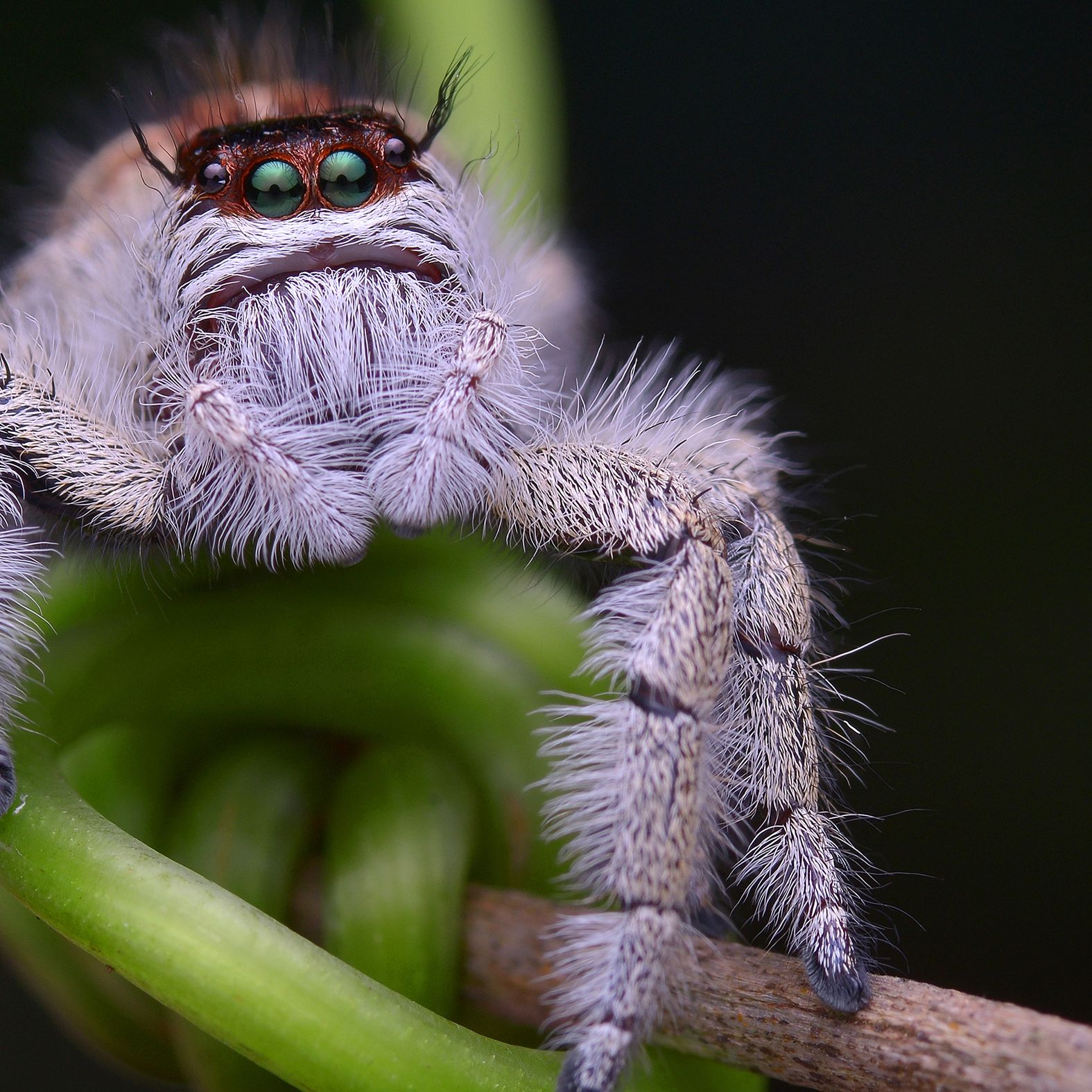 Xute Are Jumping Spiders