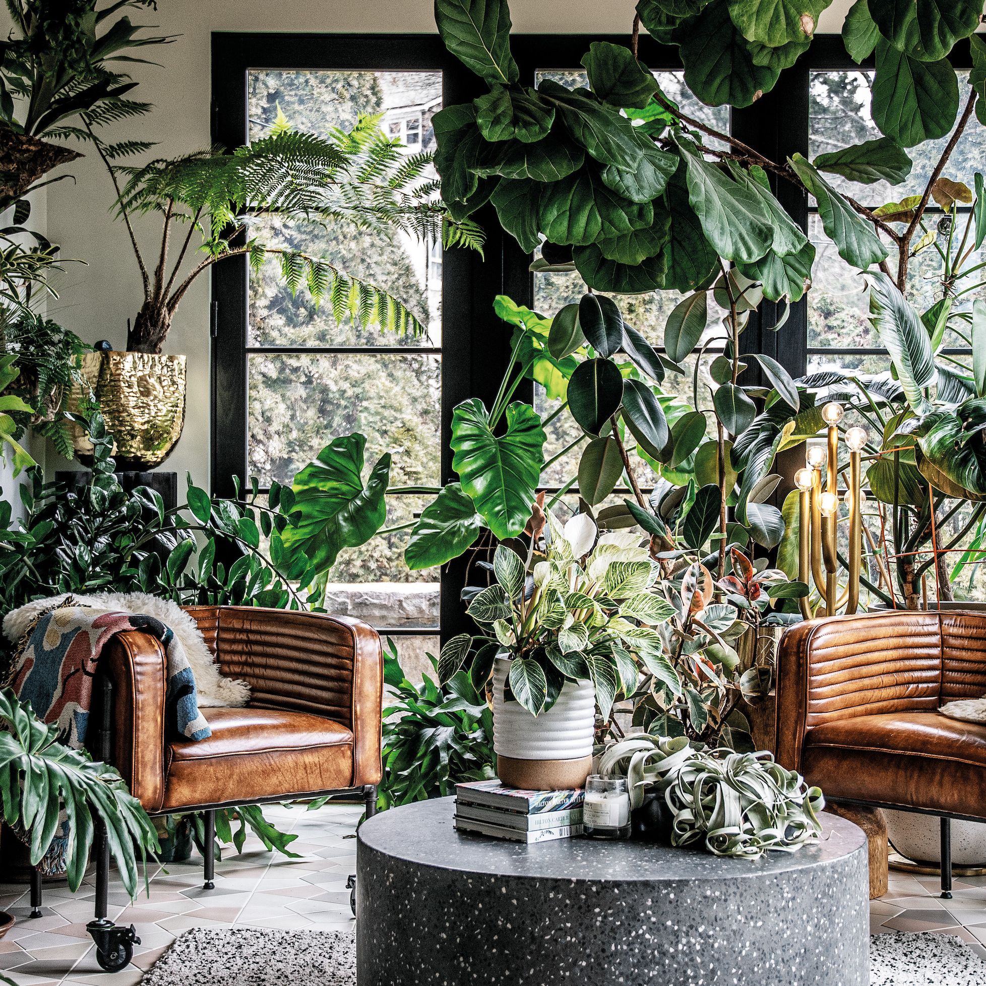 Indoor Creeping Plants