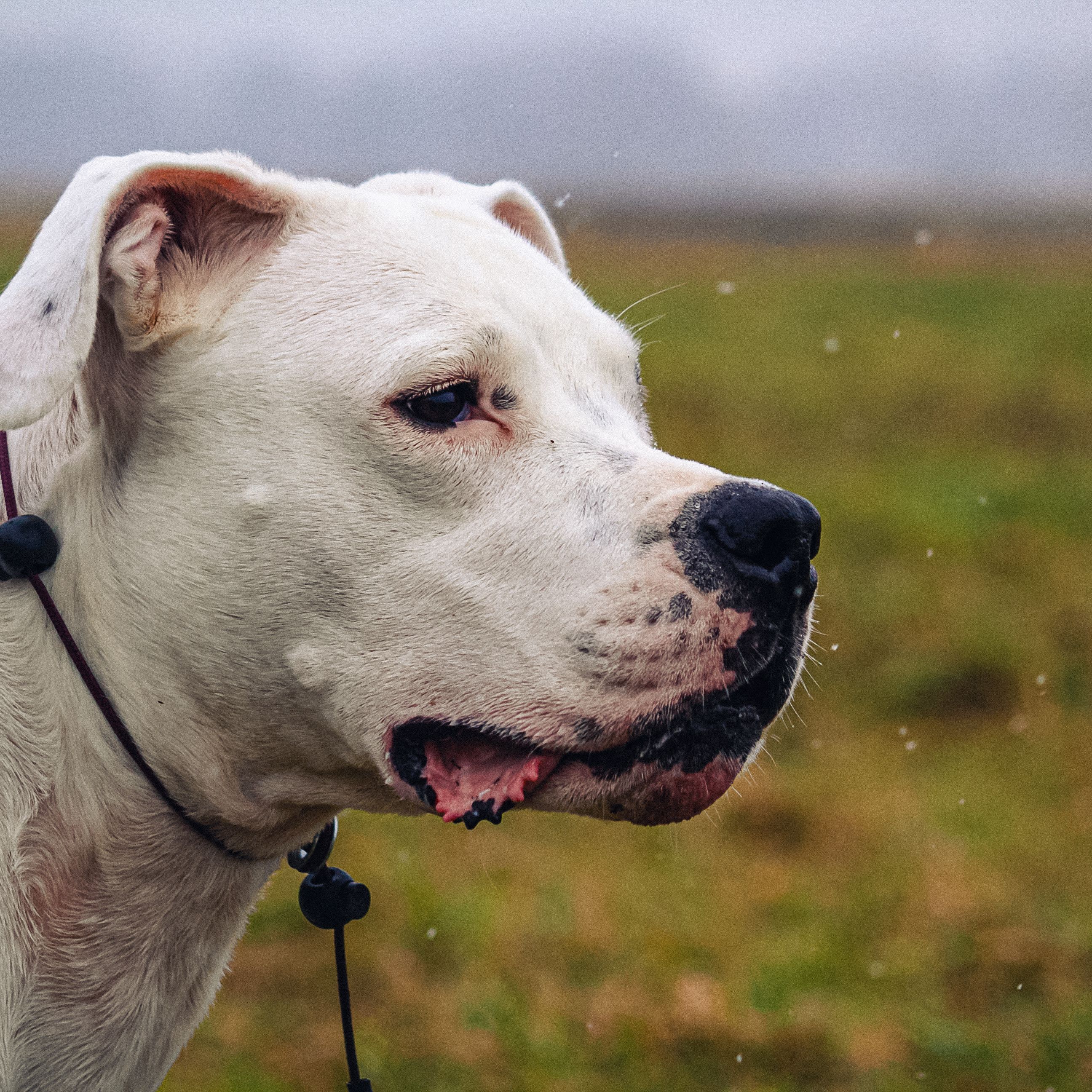 Dogo Argentino Vs Cane Corso Cane Corso Dog Breed Information