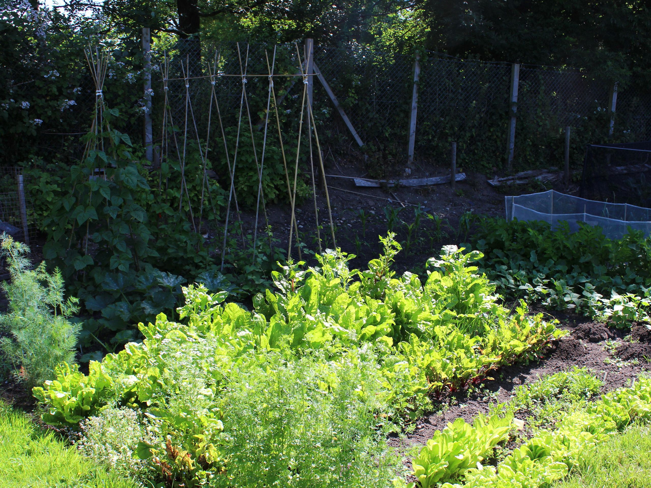 Garden What Vegetables Like Shade 8 Best Vegetables To Grow In Shade