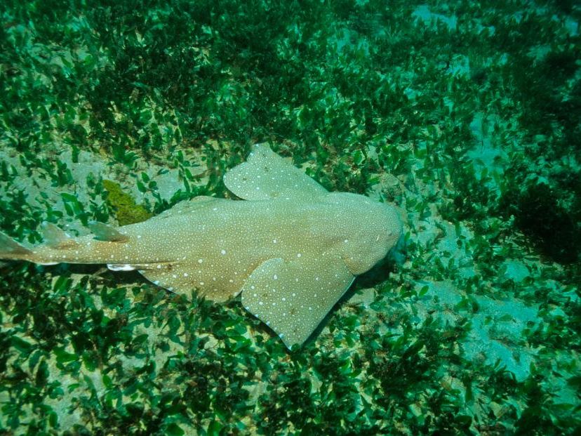Where Are Angel Sharks Found