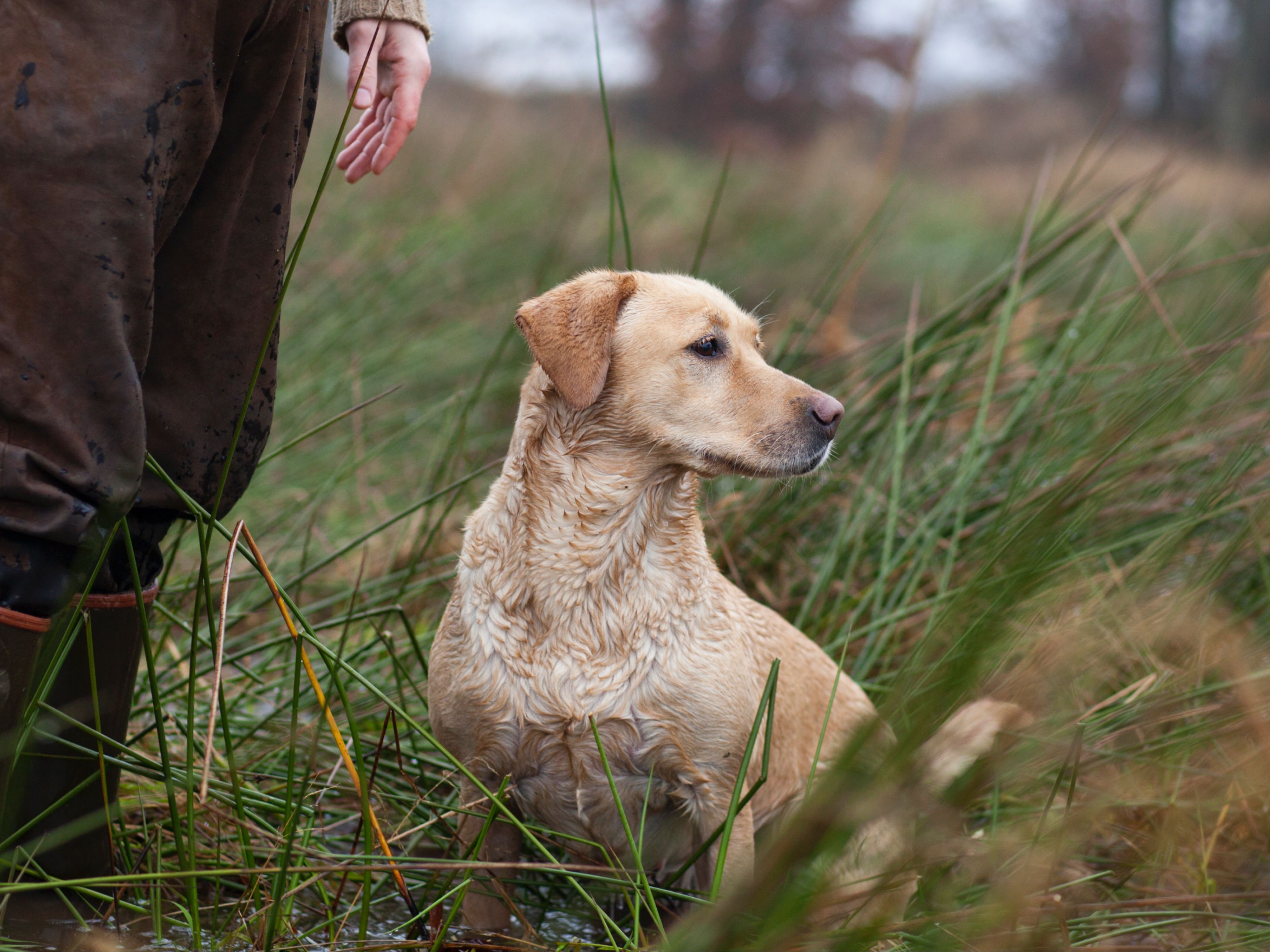 Here Are The 10 Best Hunting Dog Breeds Top 10 Hunting Dog Breeds
