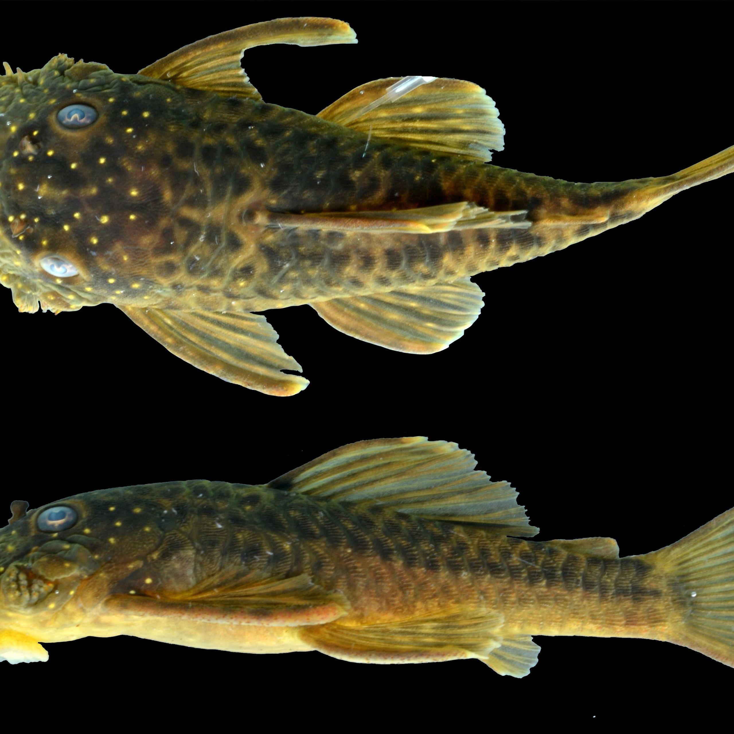 Líníocht Catfish éasca