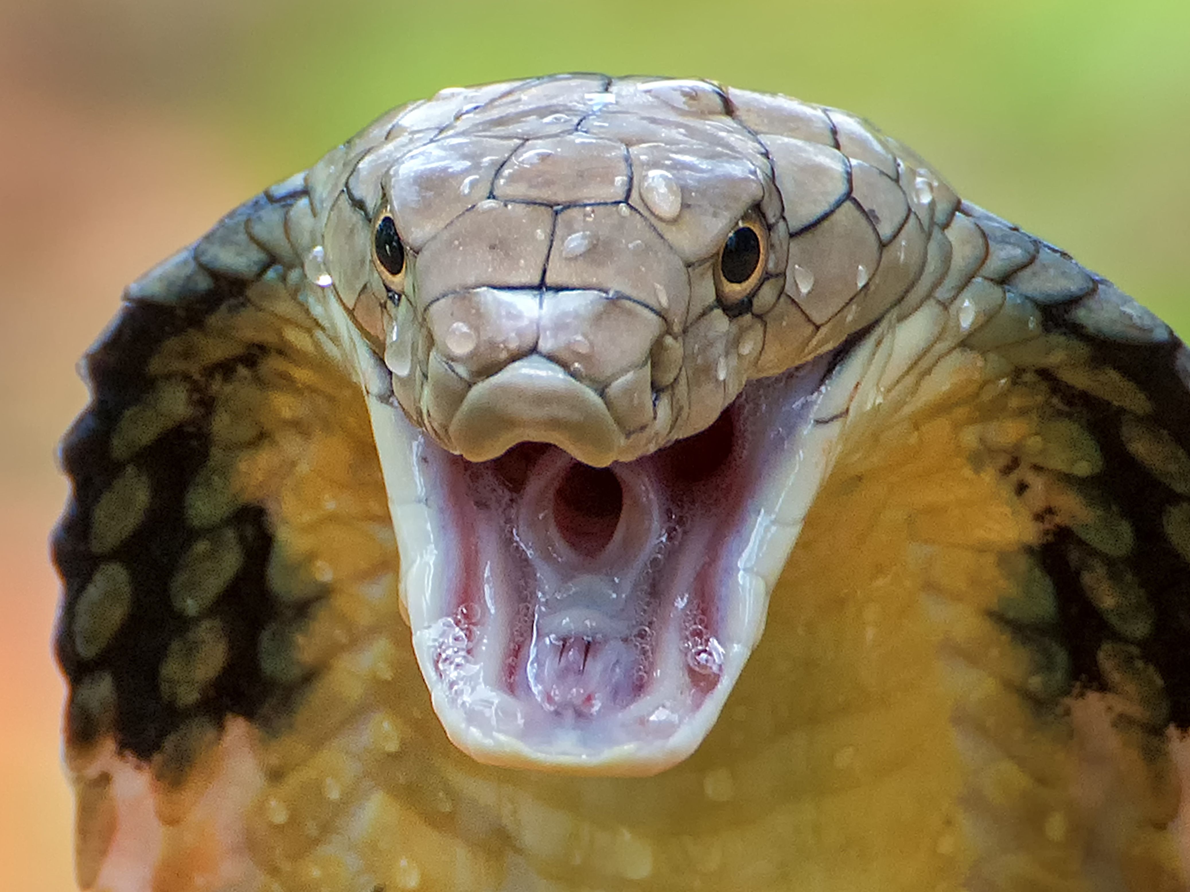 Poisonous Snakes Fangs