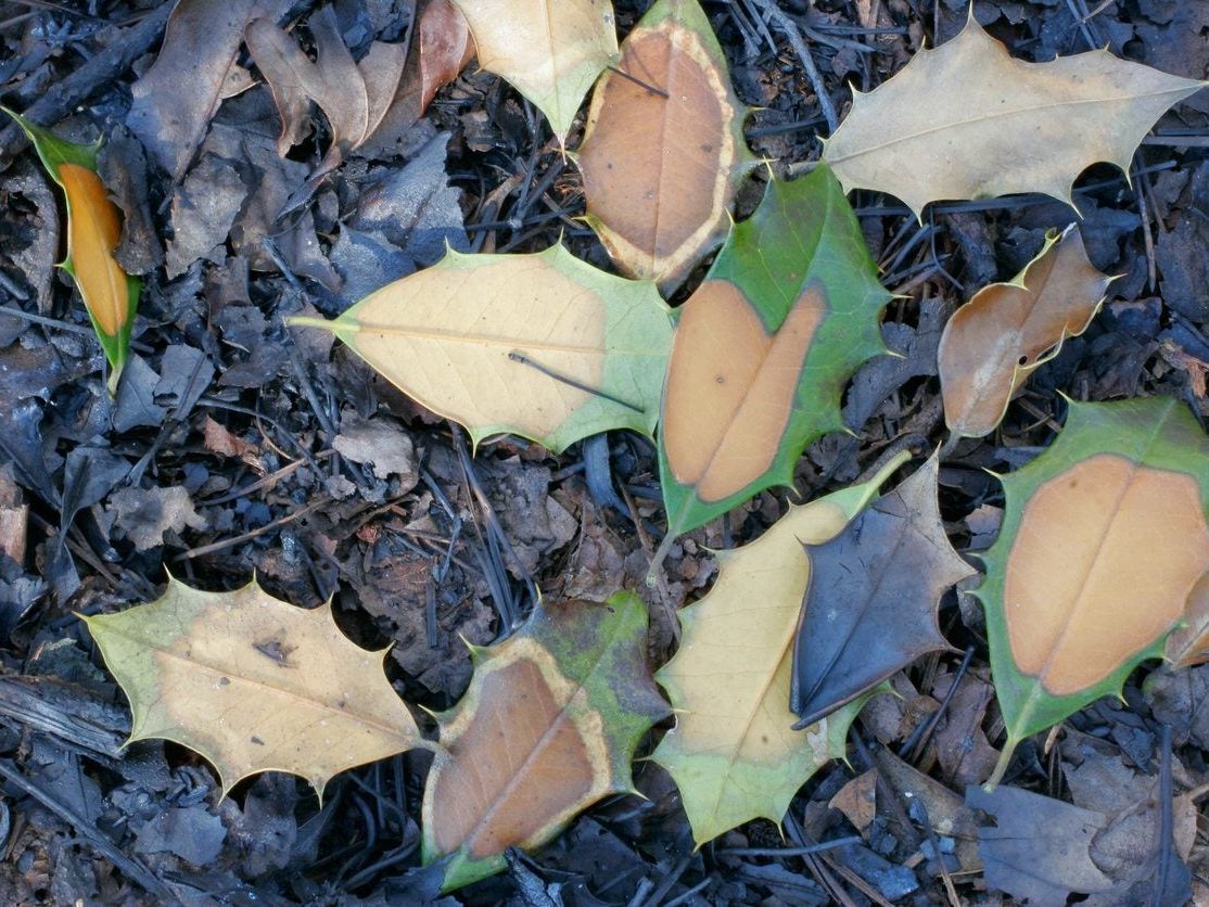 Why Is My Holly Tree Losing Leaves In California In Winter - Infoupdate.org
