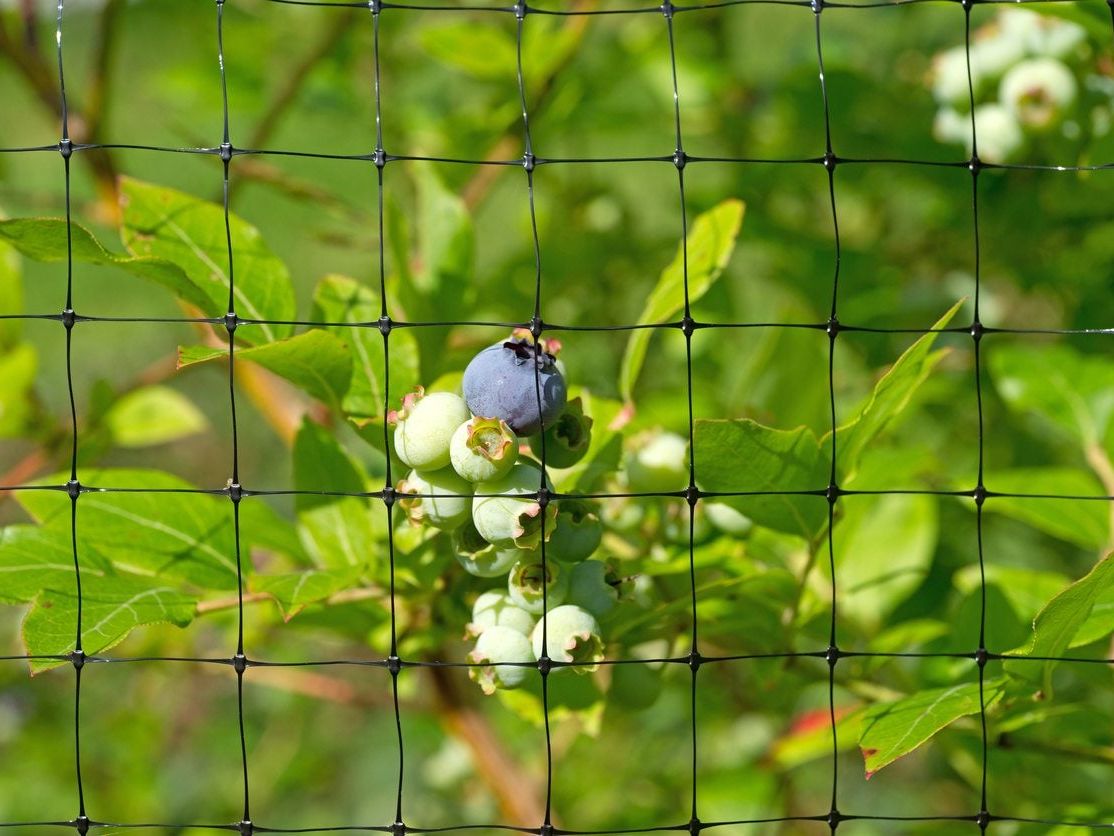 Wire Fence For Blueberries In The Fields : Our Berry Garden