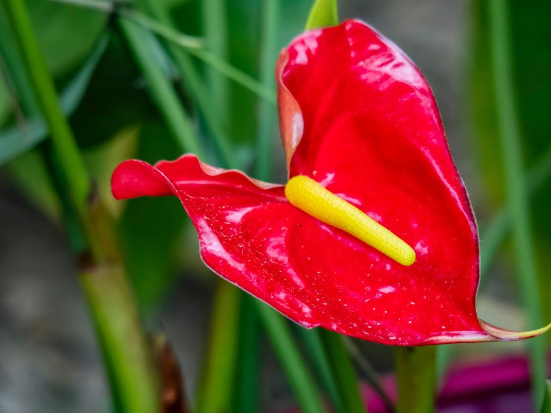 House Plant With Red Flowers 8 Top Outdoor Garden Plants That Thrive