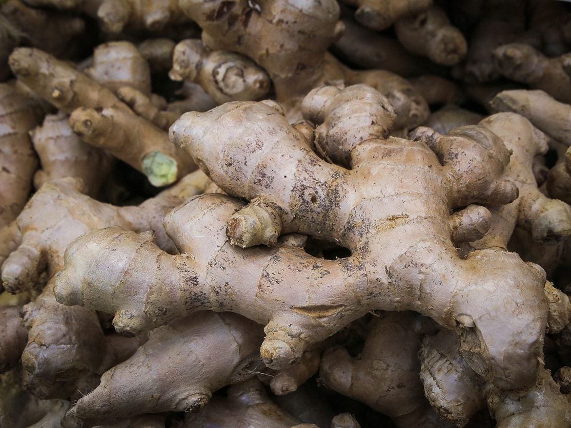 Rhizome Plant