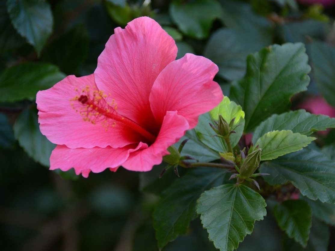 Types Of Hibiscus Trees Florida