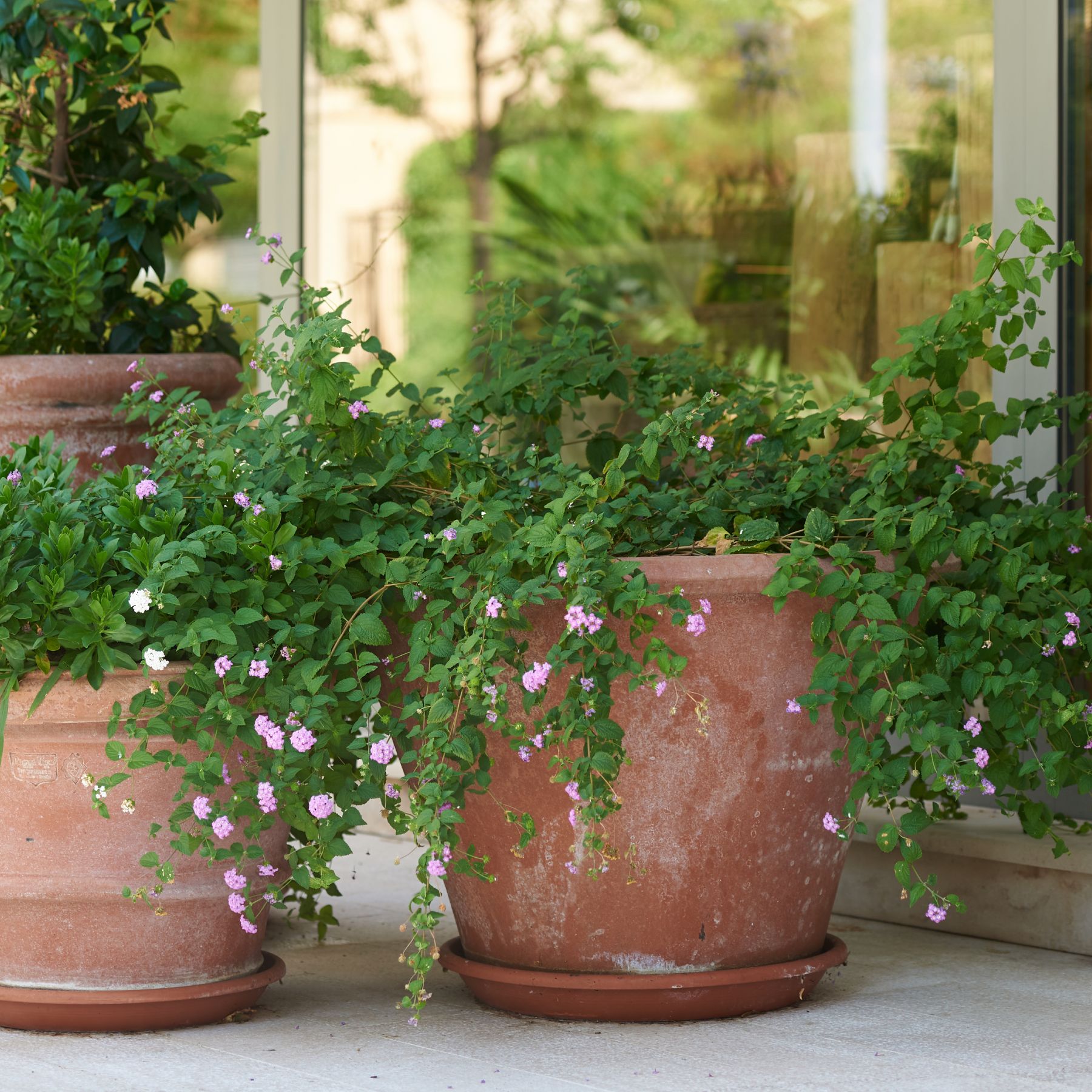 9 Filler Ideas For Large Planters Marilyns Way