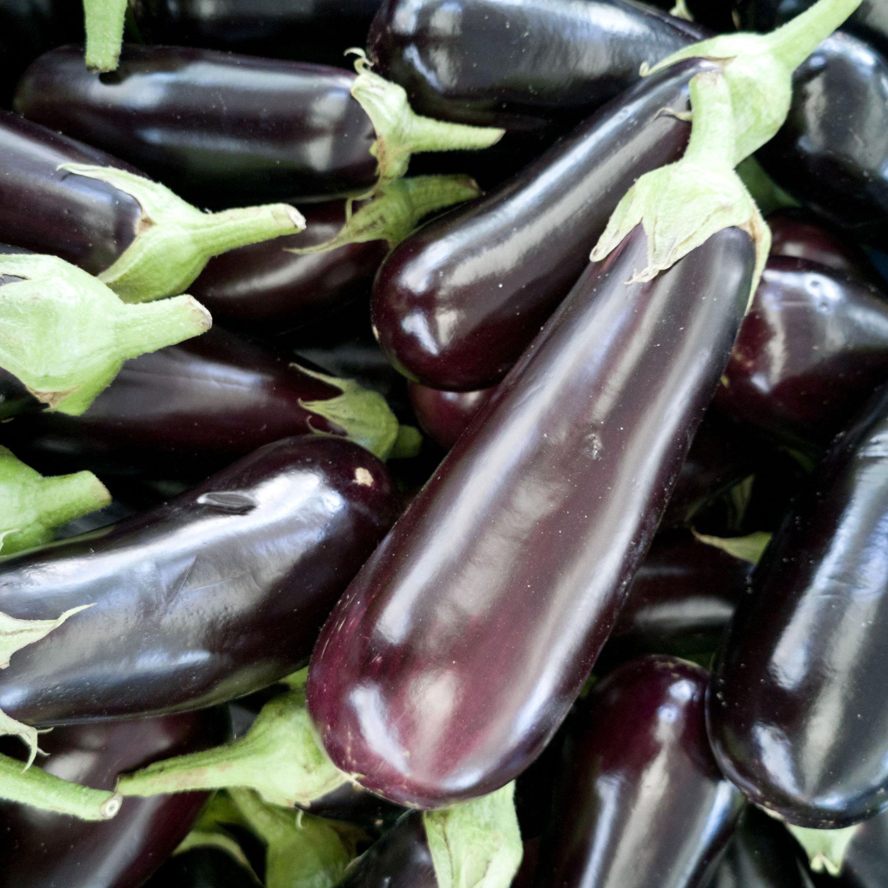 Types Of Eggplants With Pictures