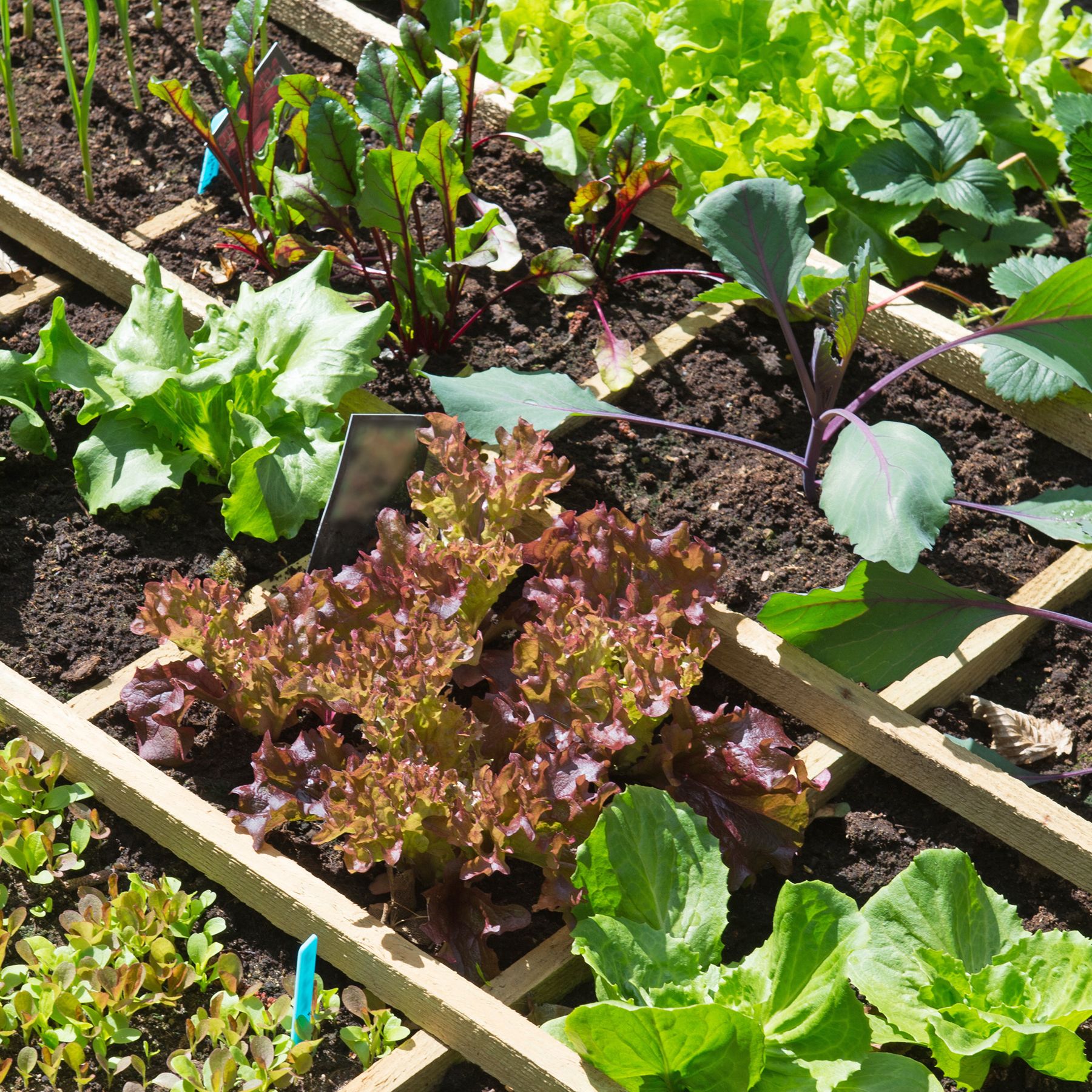 Small Vegetable Garden Square Square Foot Gardening: Growing More With