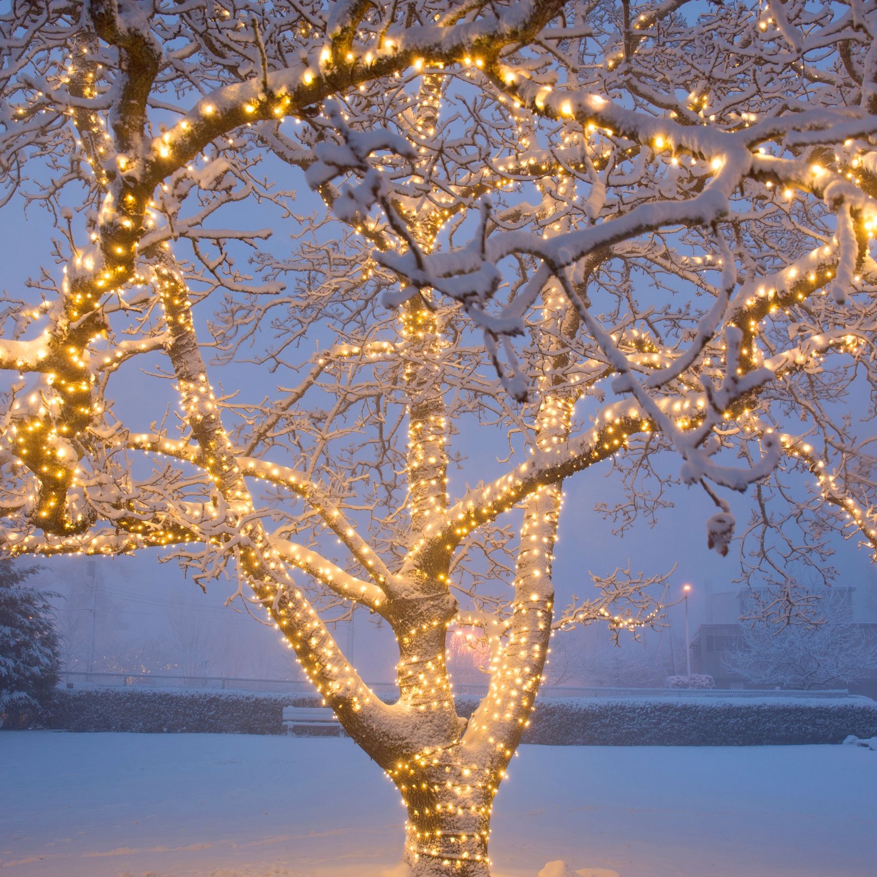 Christmas Tree Light Outline