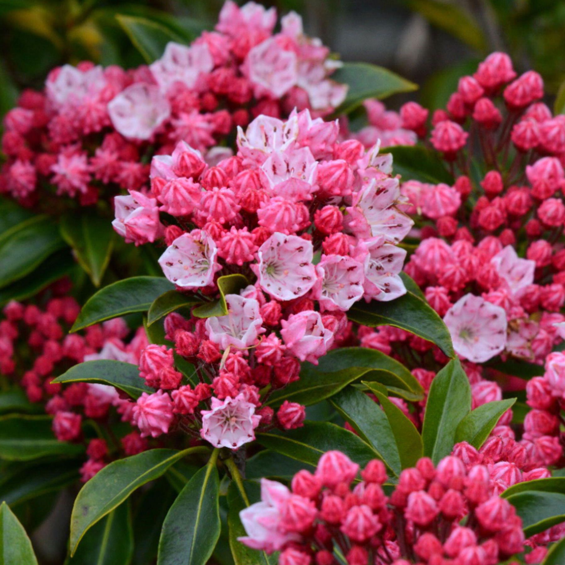 Evergreen Flowering Shrubs And Bushes