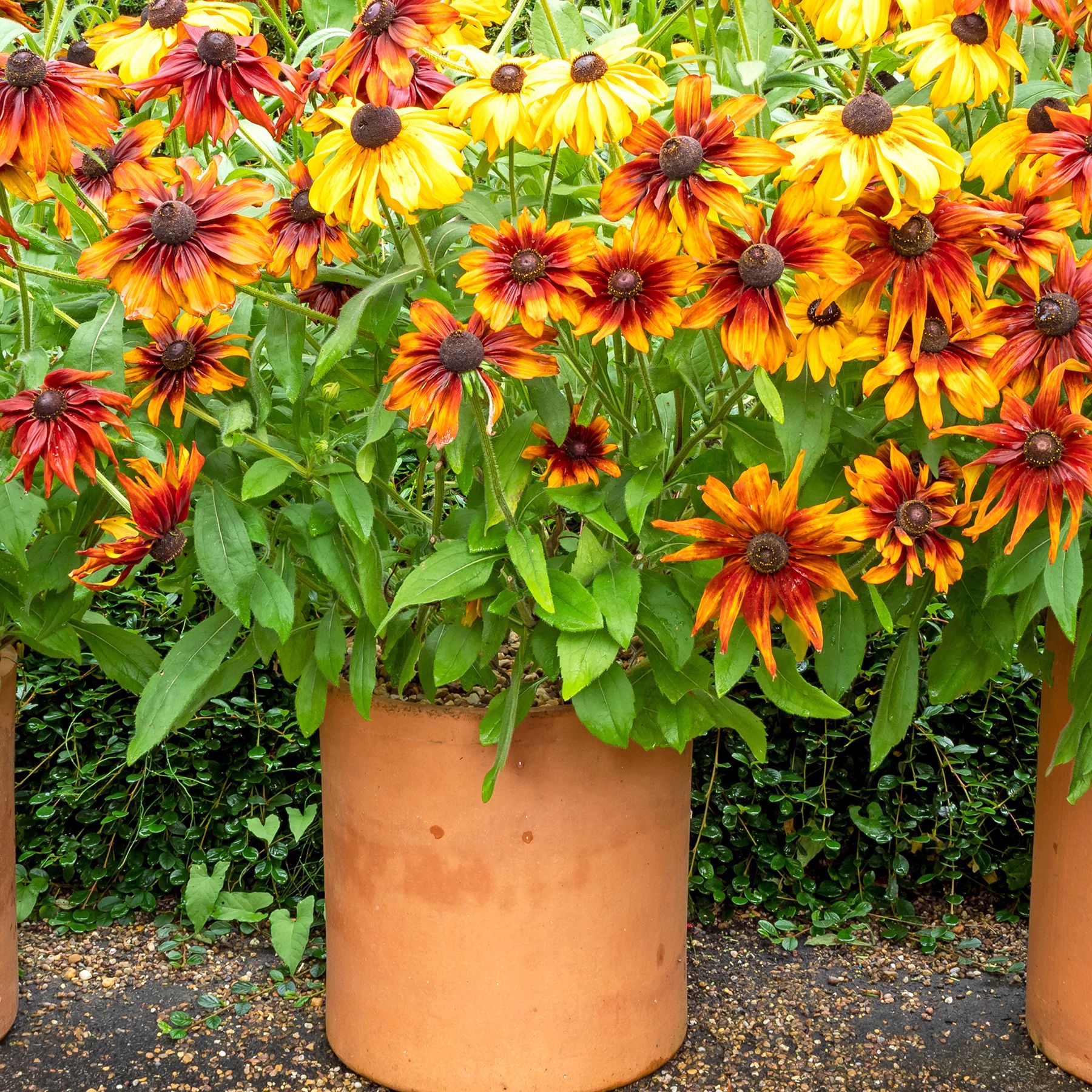 Pots Central Florida Perennials