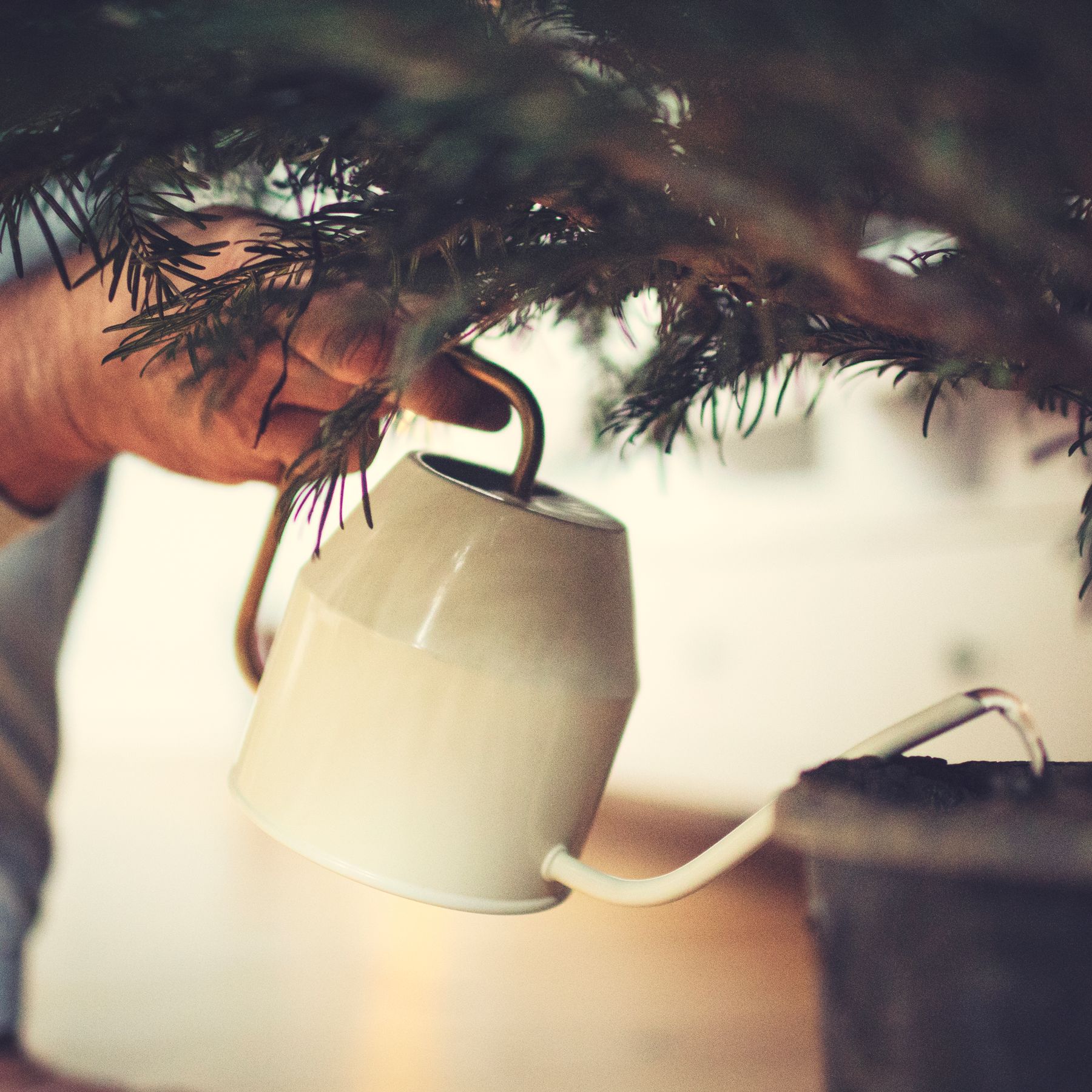 Christmas Tree Watering Tips