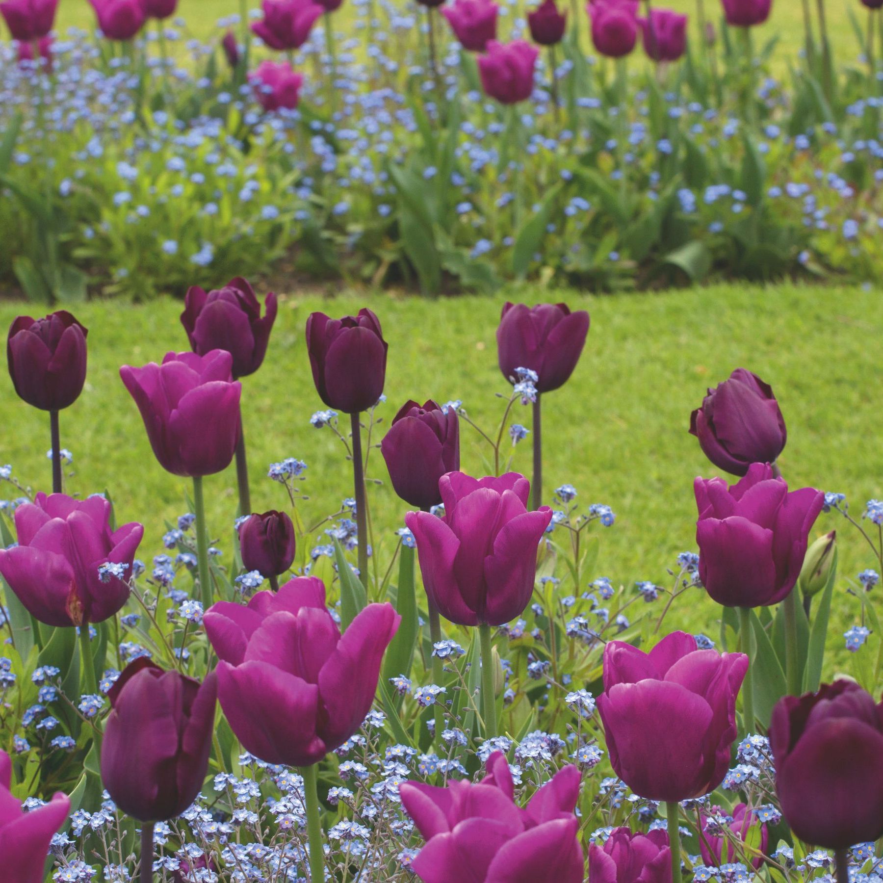 Solid Vinyl Tulip Romantic Tulip Display Trend For 2025 – How To Get