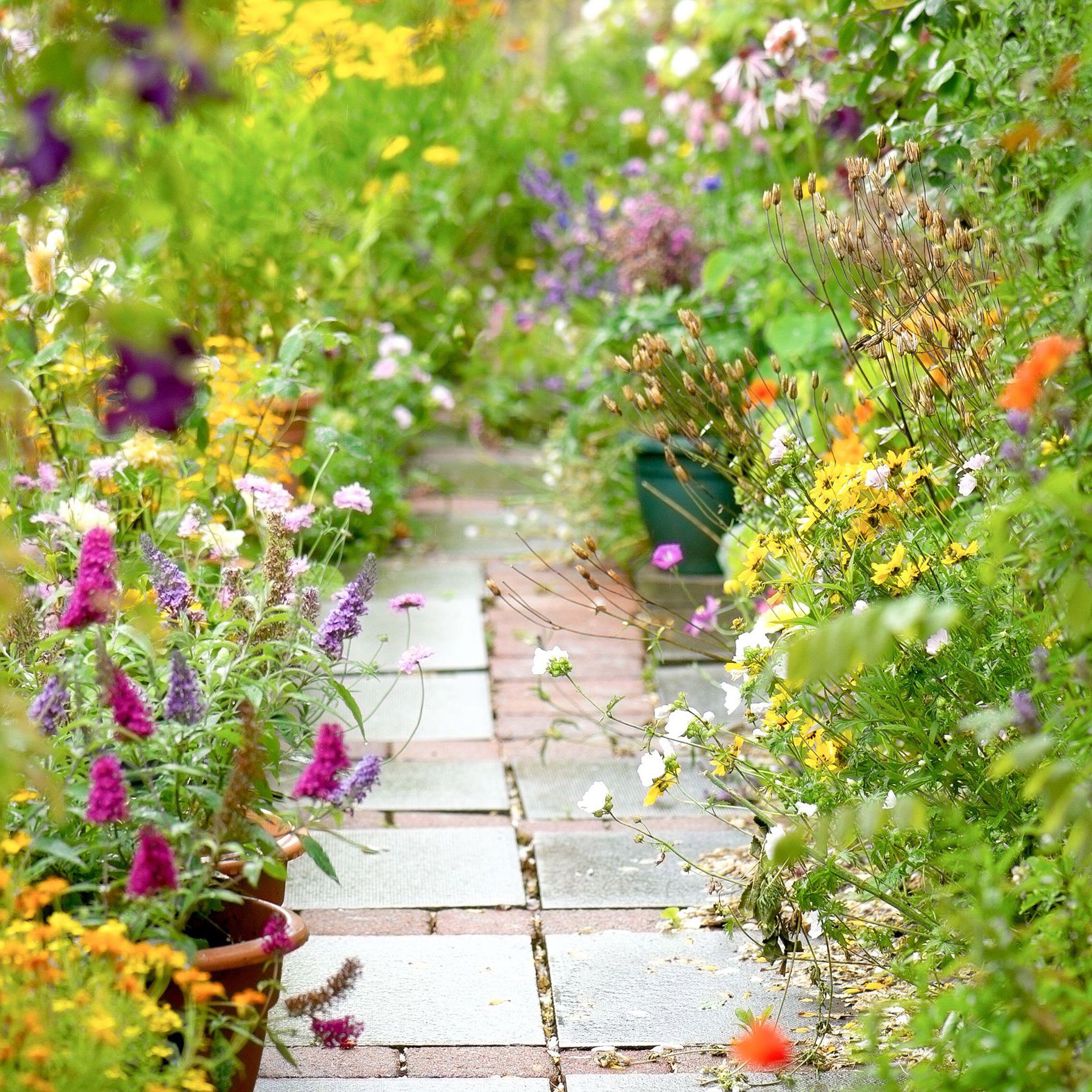 Planting Border Front View How To Plant A Border Like A Pro The