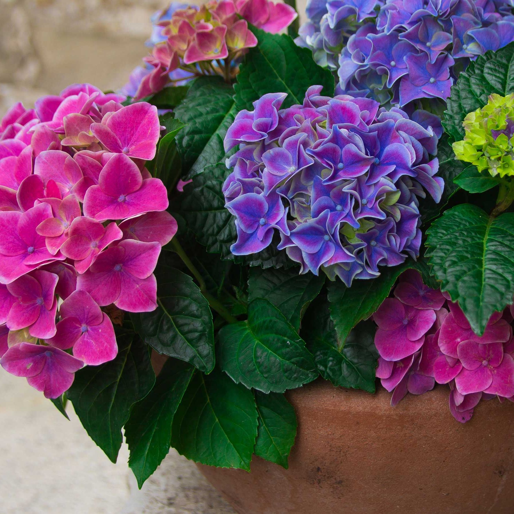 Hydrangea In Container Pots
