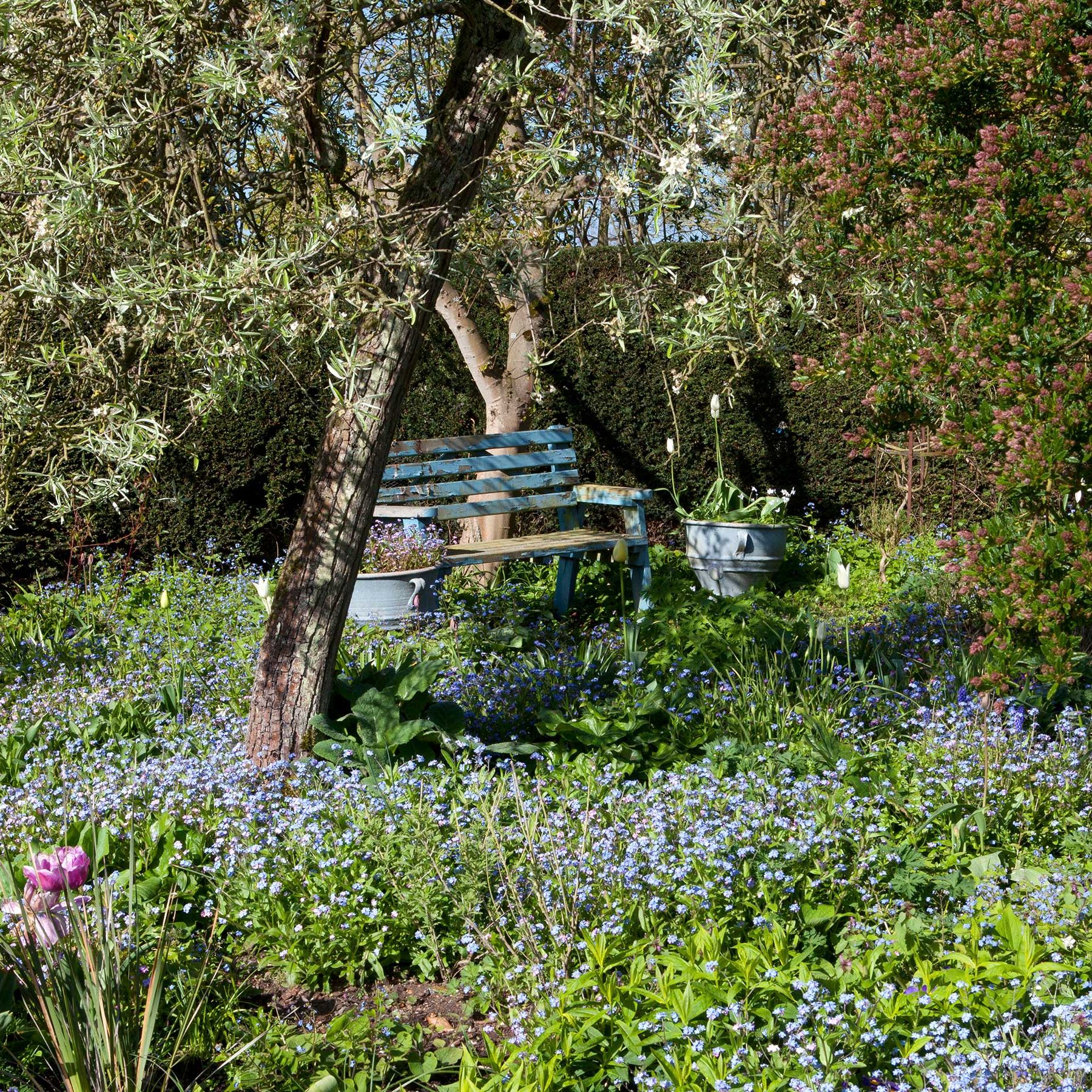 Woodland Planting Ideas Uk Map Pdf - Infoupdate.org